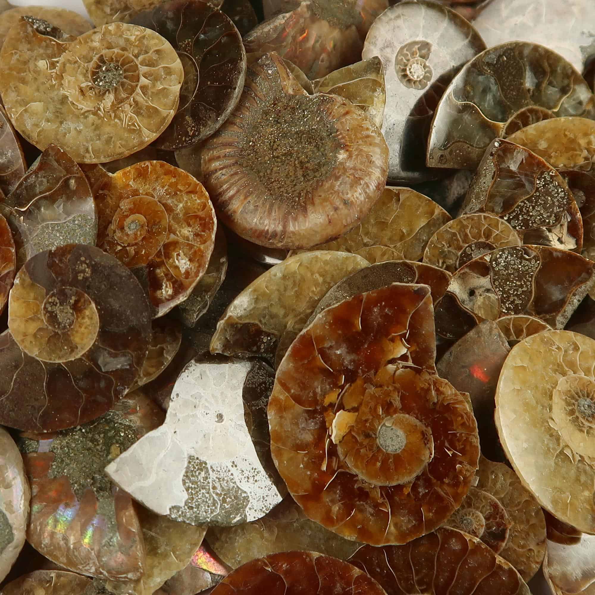 Cut and Polished Ammonites from Madagascar | Madagascan Fossils