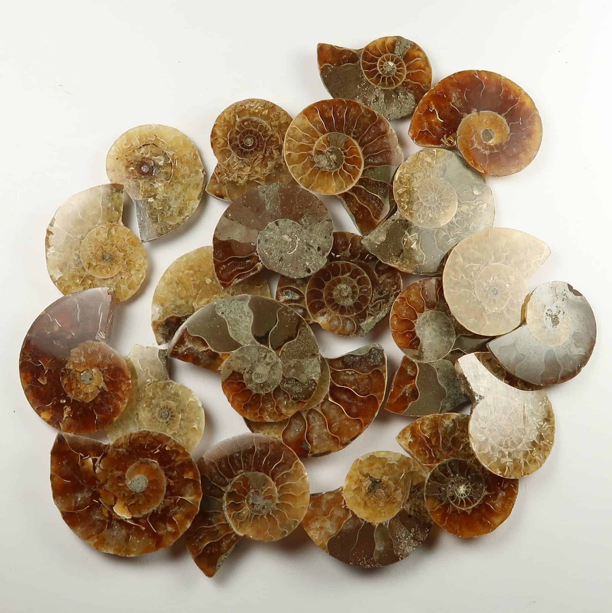Cut and Polished Ammonites from Madagascar | Madagascan Fossils