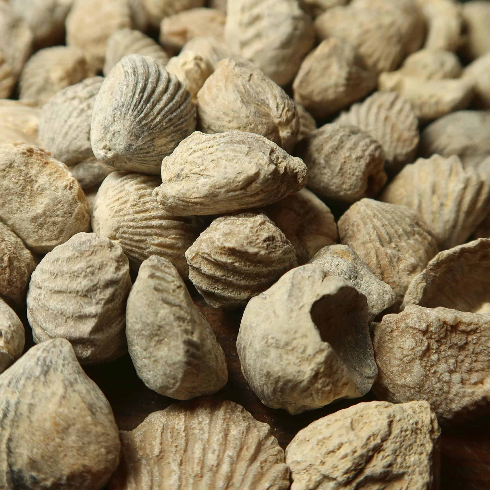 rhynchonellida brachiopod fossils