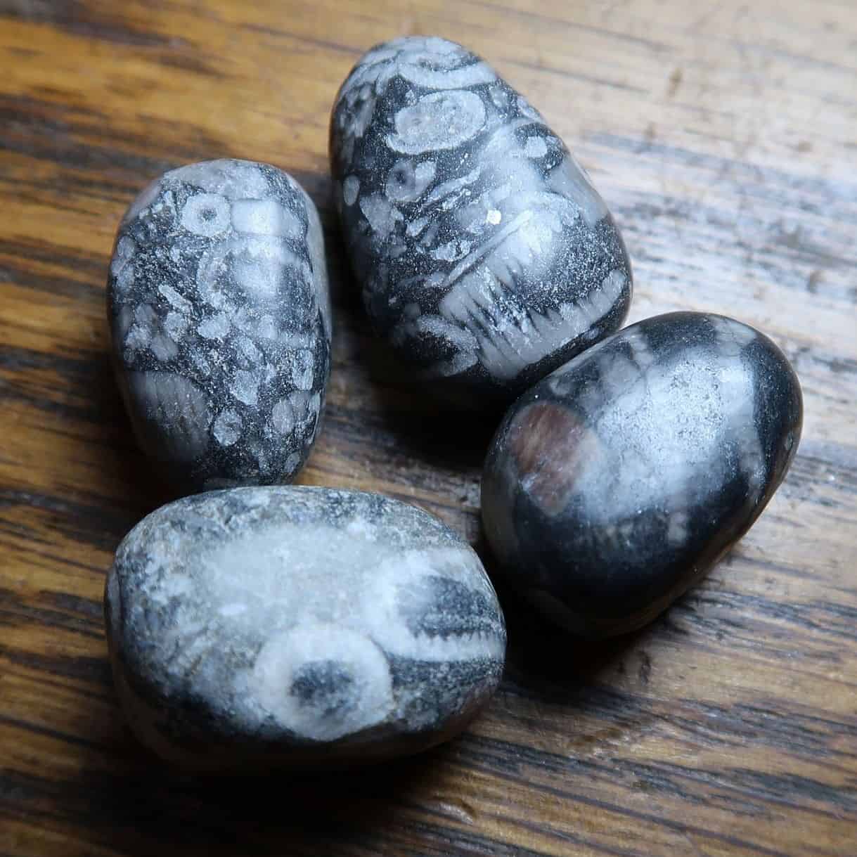 Crinoid Tumblestones - Buy tumbled Crinoid pieces - UK Fossil Shop