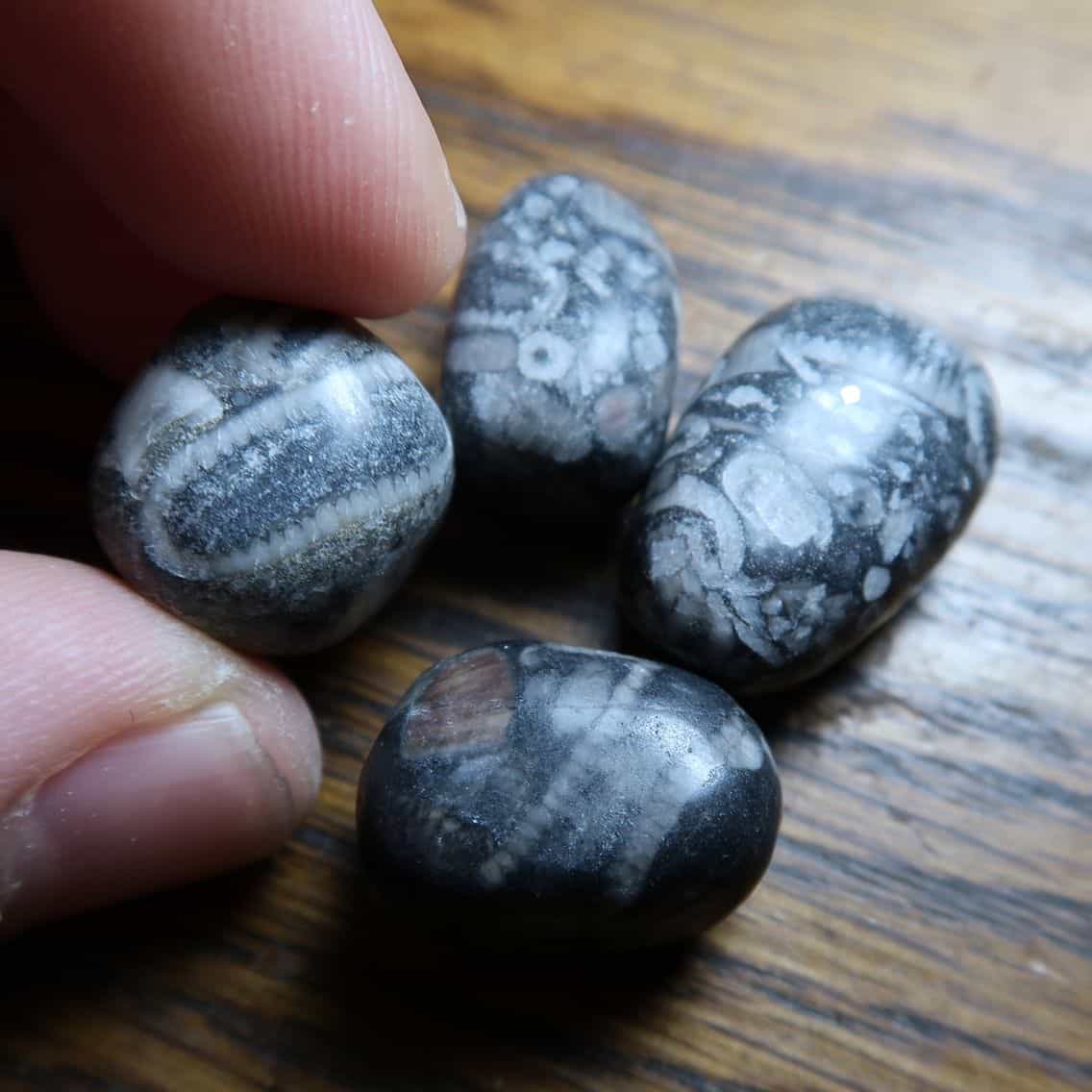 Crinoid Tumblestones - Buy tumbled Crinoid pieces - UK Fossil Shop