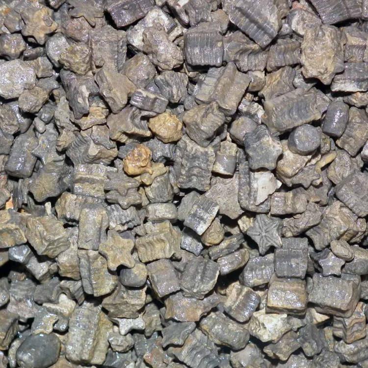 Fossil Crinoid Star Stems - Albion Fire and Ice - UK Fossils