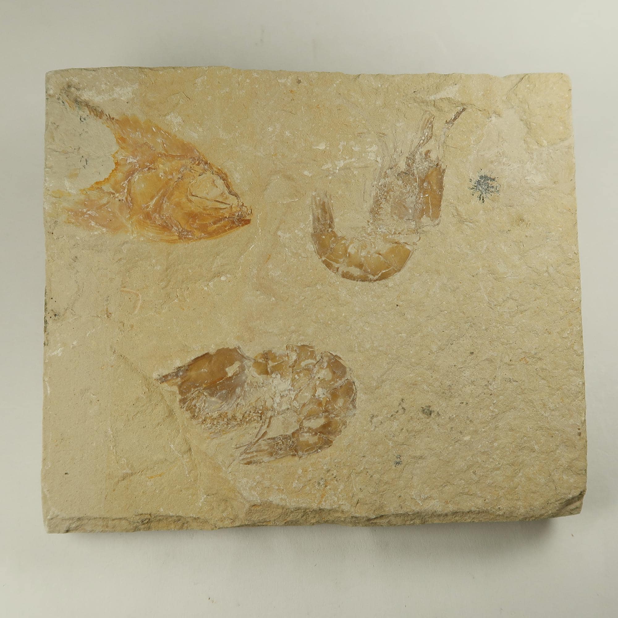 Carpopenaeus prawn fossils - Buy Prawn Fossils Online - UK Fossils