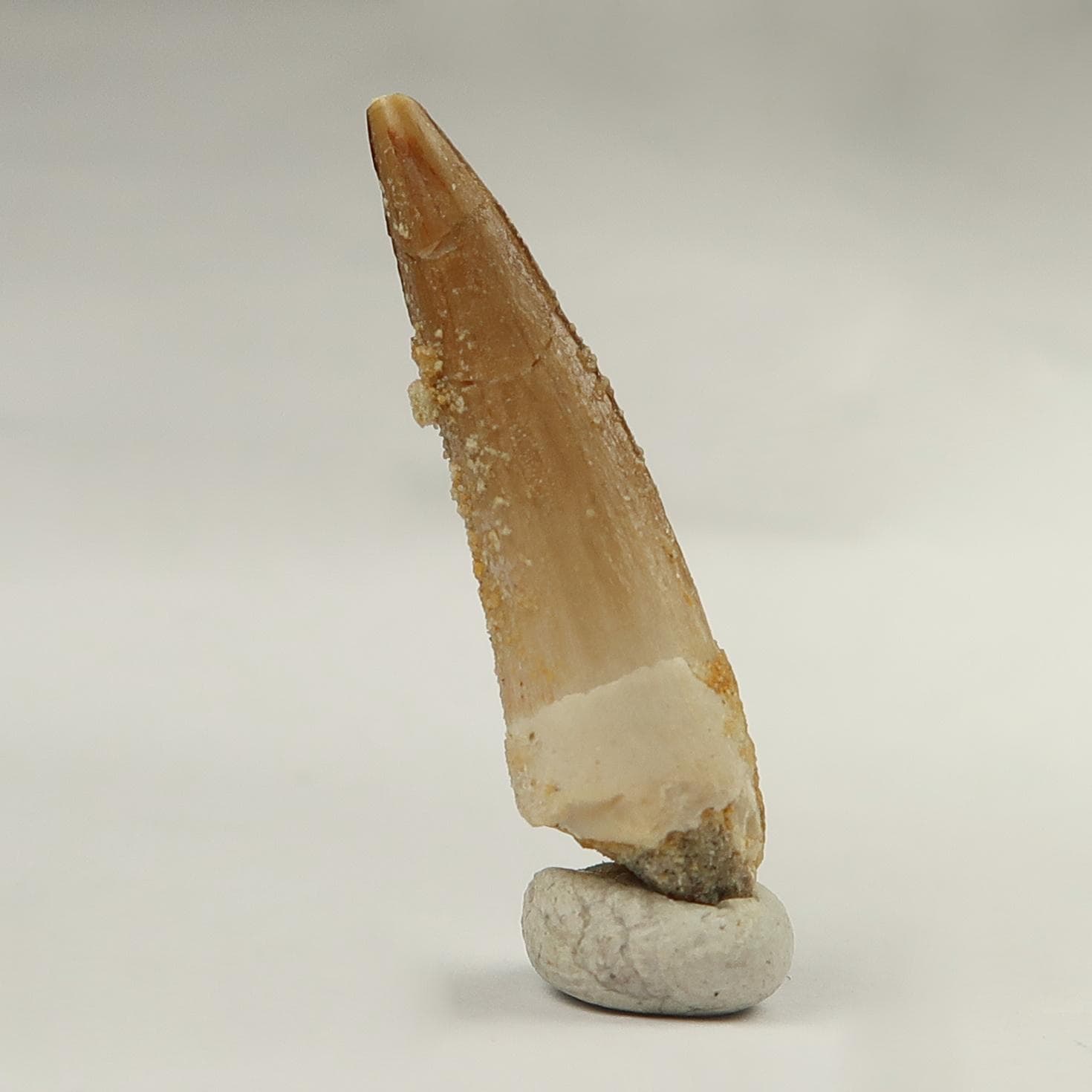 Fossil Spinosaurus Dinosaur Teeth - Dinosaur Tooth Fossils - UK Fossil