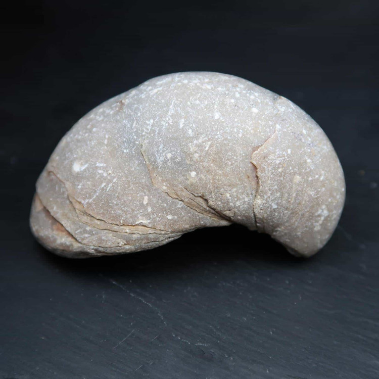 Gryphaea Arcuata Fossils - Buy Devils Toenail Fossils Online - UK Bivalve