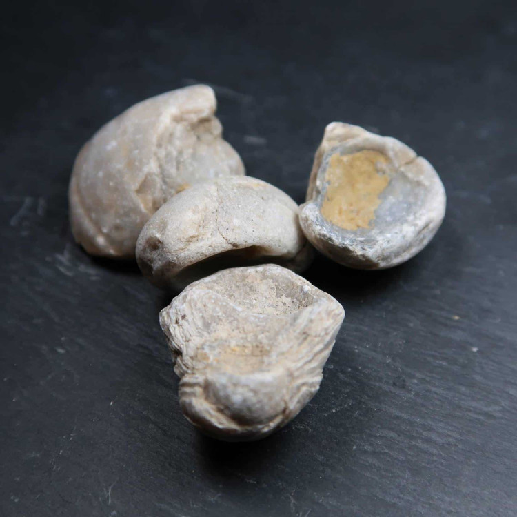 Gryphaea Arcuata Fossils - Buy Devils Toenail Fossils Online - UK Bivalve