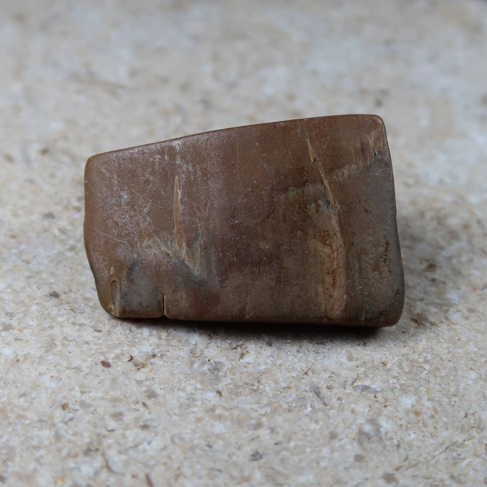 Woolly Mammoth Tusk Ivory - Mammoth Fossils for Sale - UK Fossil Shop