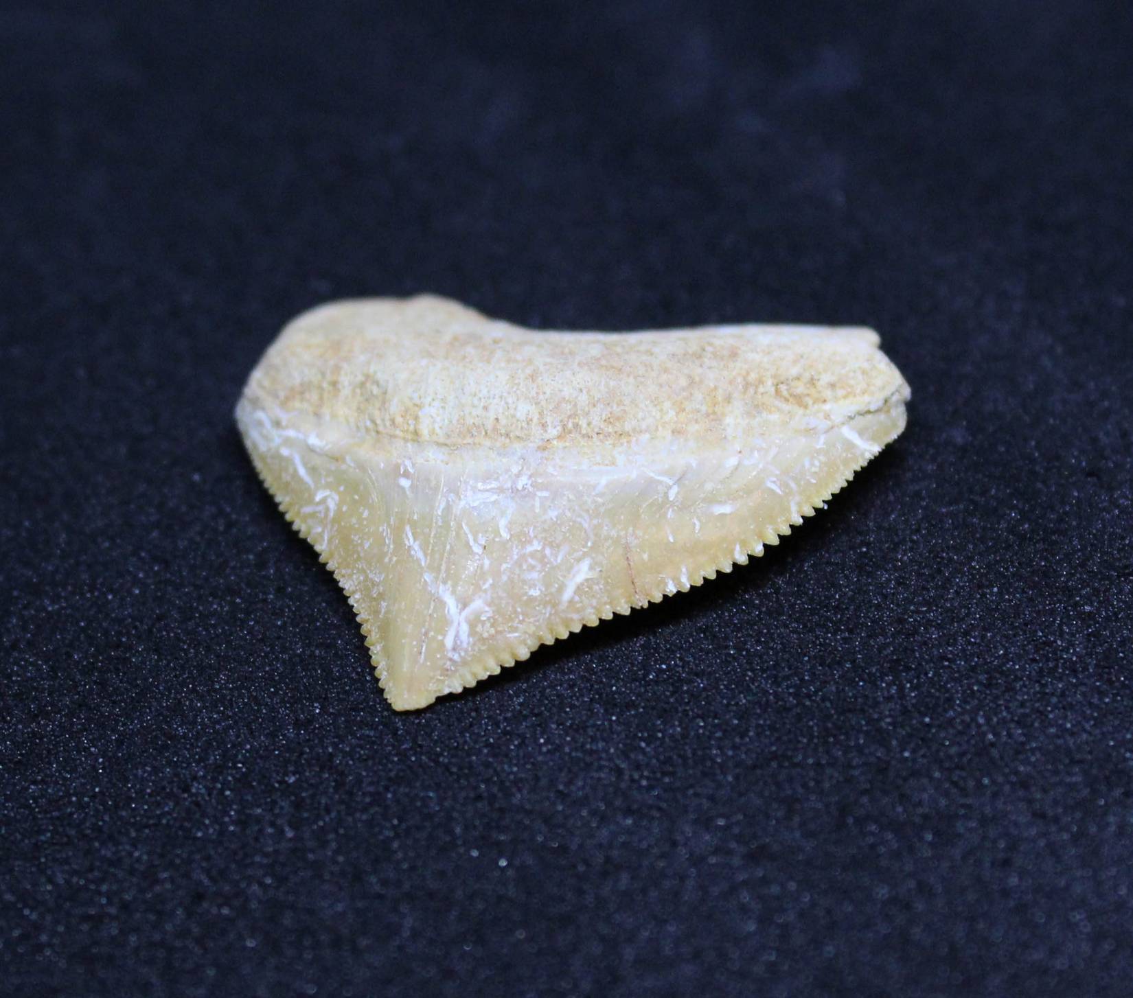 Fossil Squalicorax Sharks Teeth - Albion Fire and Ice