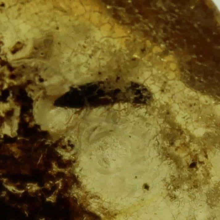 Copal with Insects - Buy fossil Copal with Insect inclusions - UK Fossils