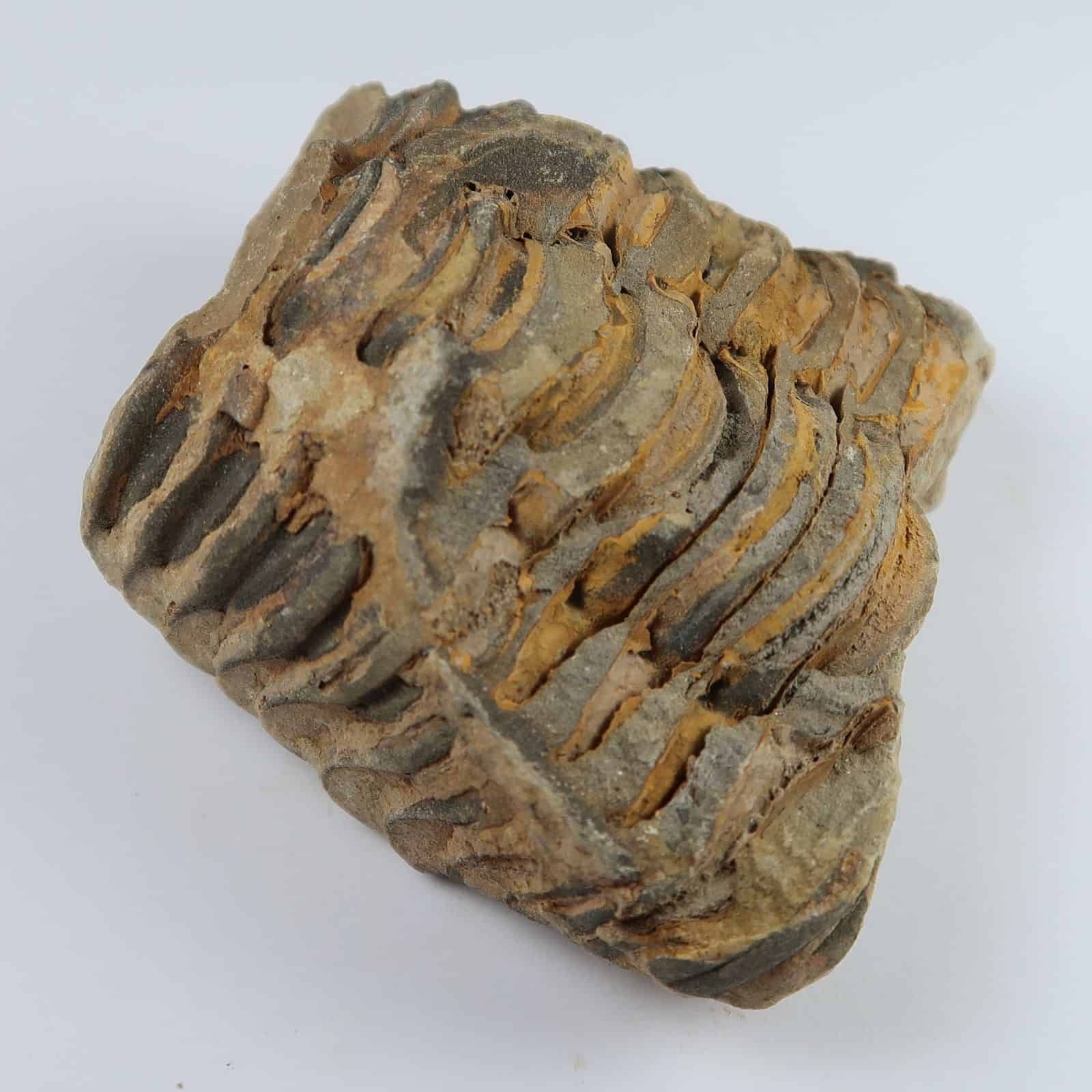 Partial broken Trilobite pieces - Albion Fire and Ice UK Fossils