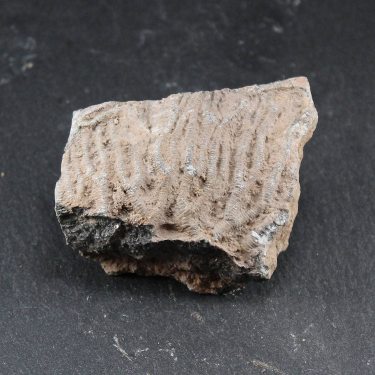 Crinoid Fossils | Buy Crinoid Fossils Online | UK Fossils