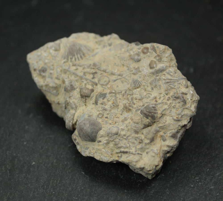 Silurian-Wenlock Wrens Nest fossils from the Wrens Nest, Dudley, UK