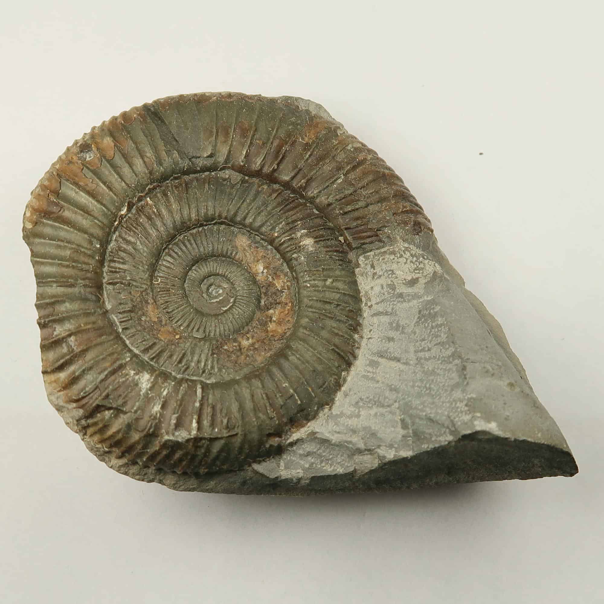 Dactylioceras Ammonites from Schlaifhausen, Germany - Ammonite fossils