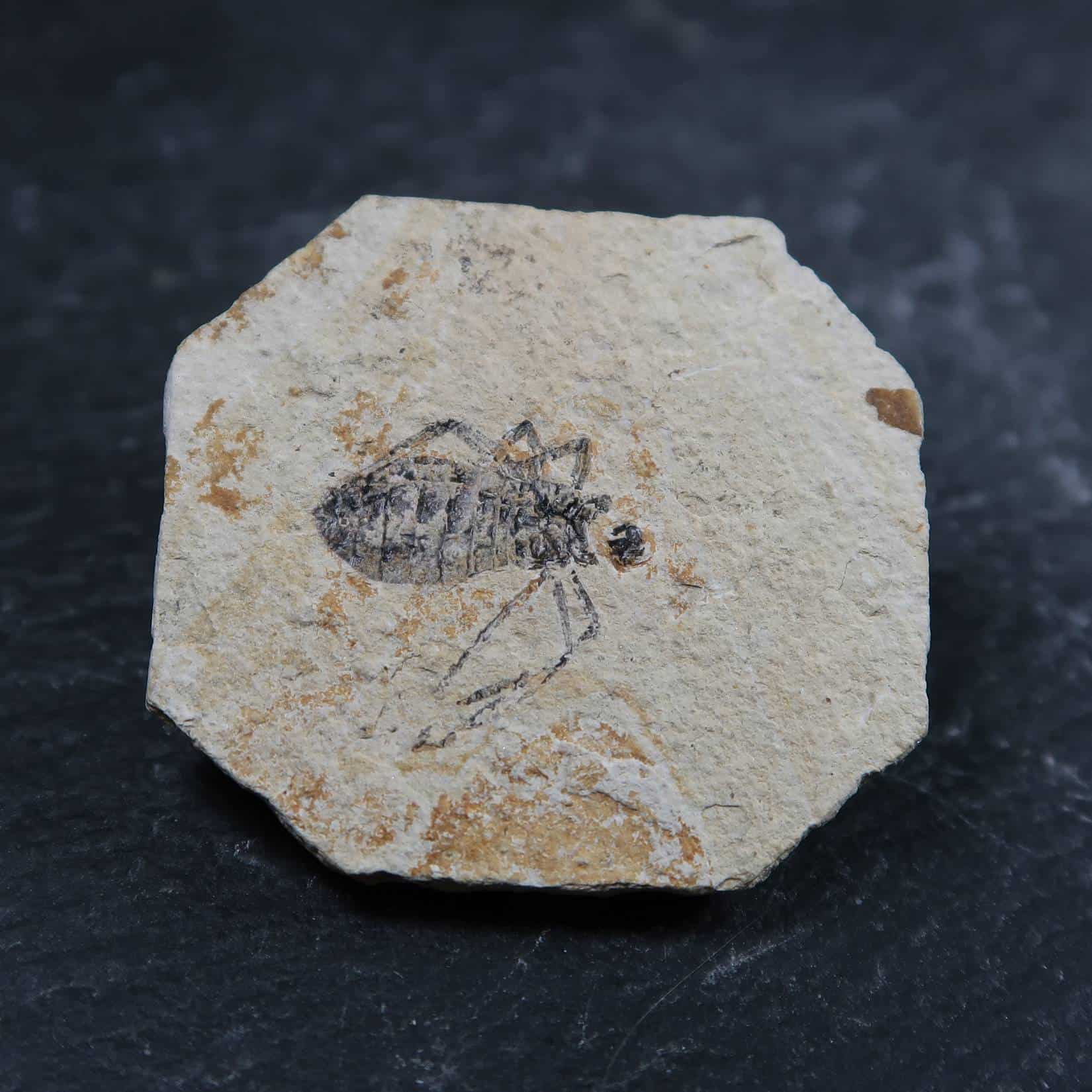Beetle Fossils from the UK | Buy Lower Wealden Fossils UK