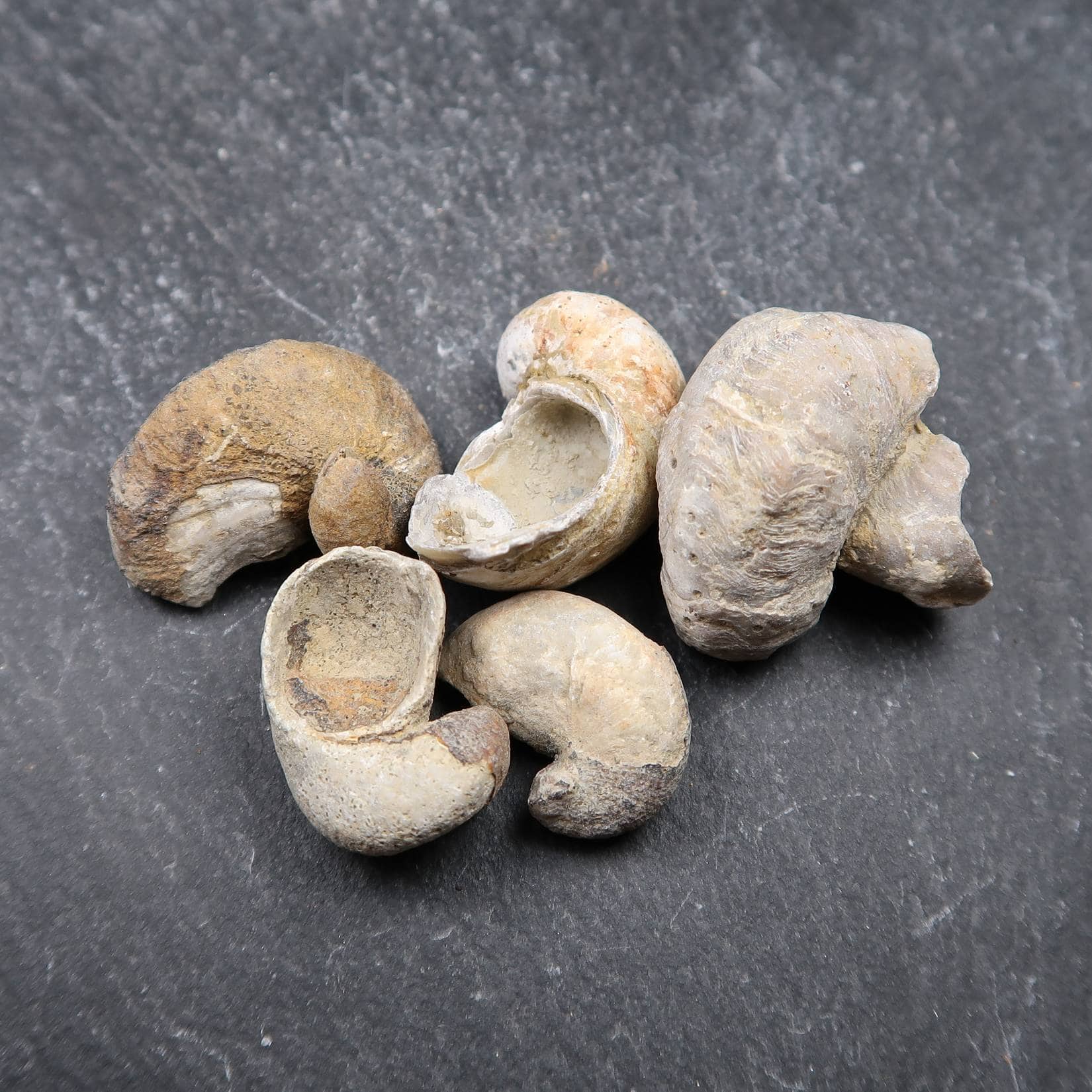 Exogyra bivalve fossils | Buy Fossil Shells Online | UK Shop