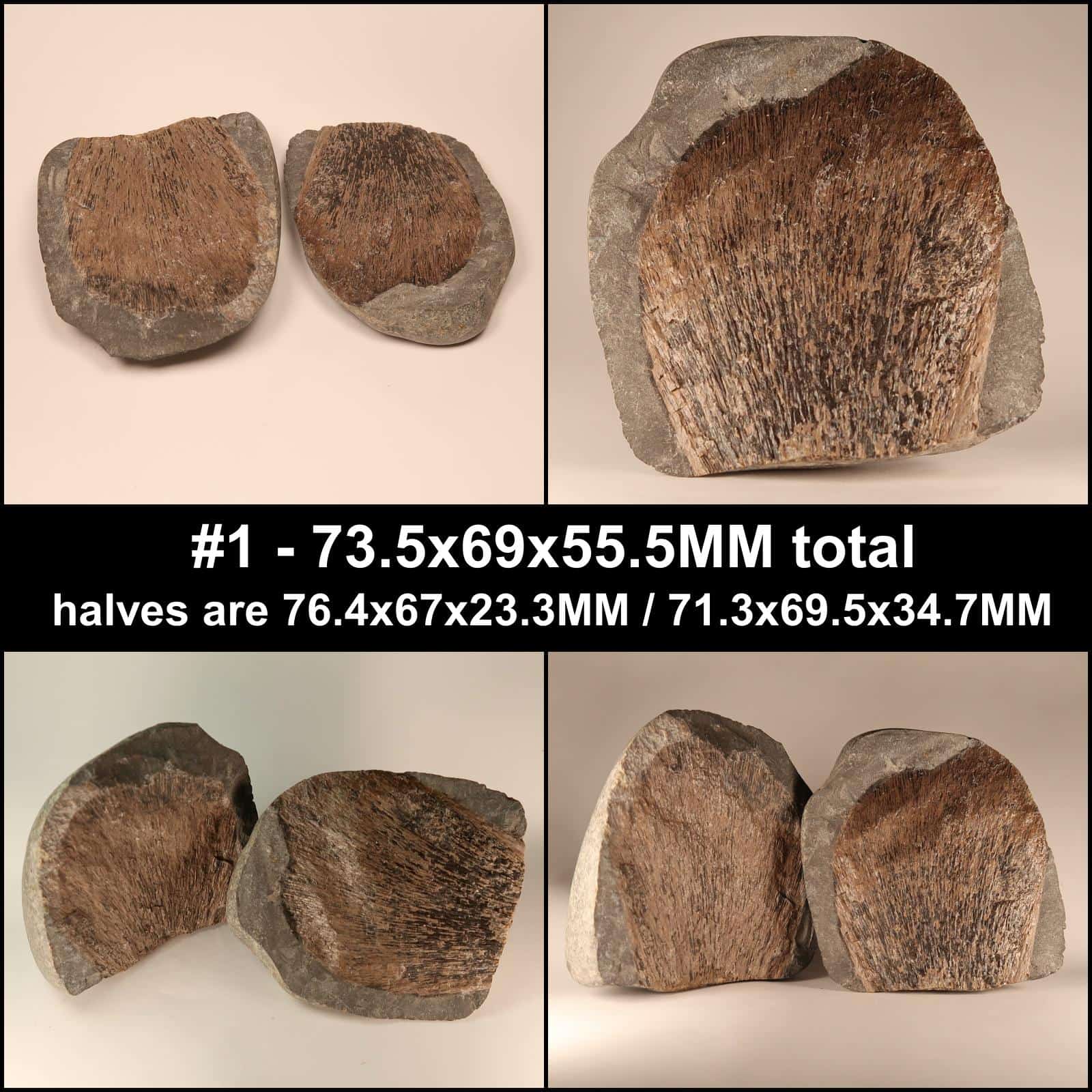 Ichthyosaur Bone Fossils | Buy Ichthyosaur Fossils UK