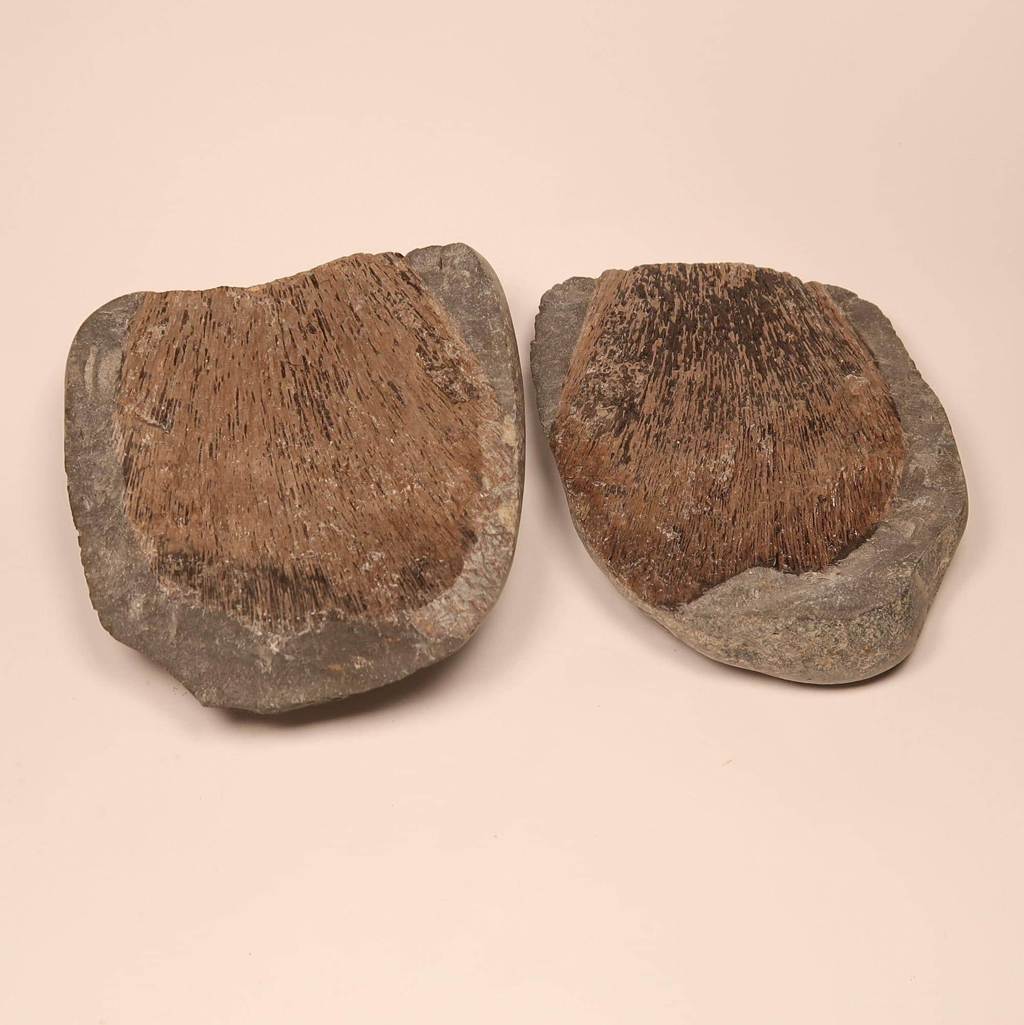 Ichthyosaur Bone Fossils | Buy Ichthyosaur Fossils UK