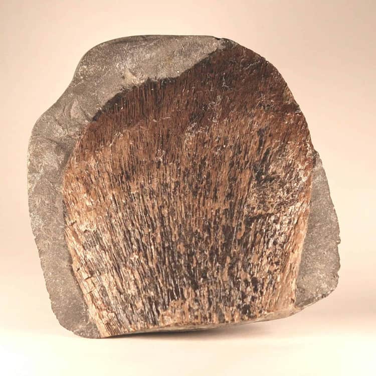 Ichthyosaur Bone Fossils | Buy Ichthyosaur Fossils UK