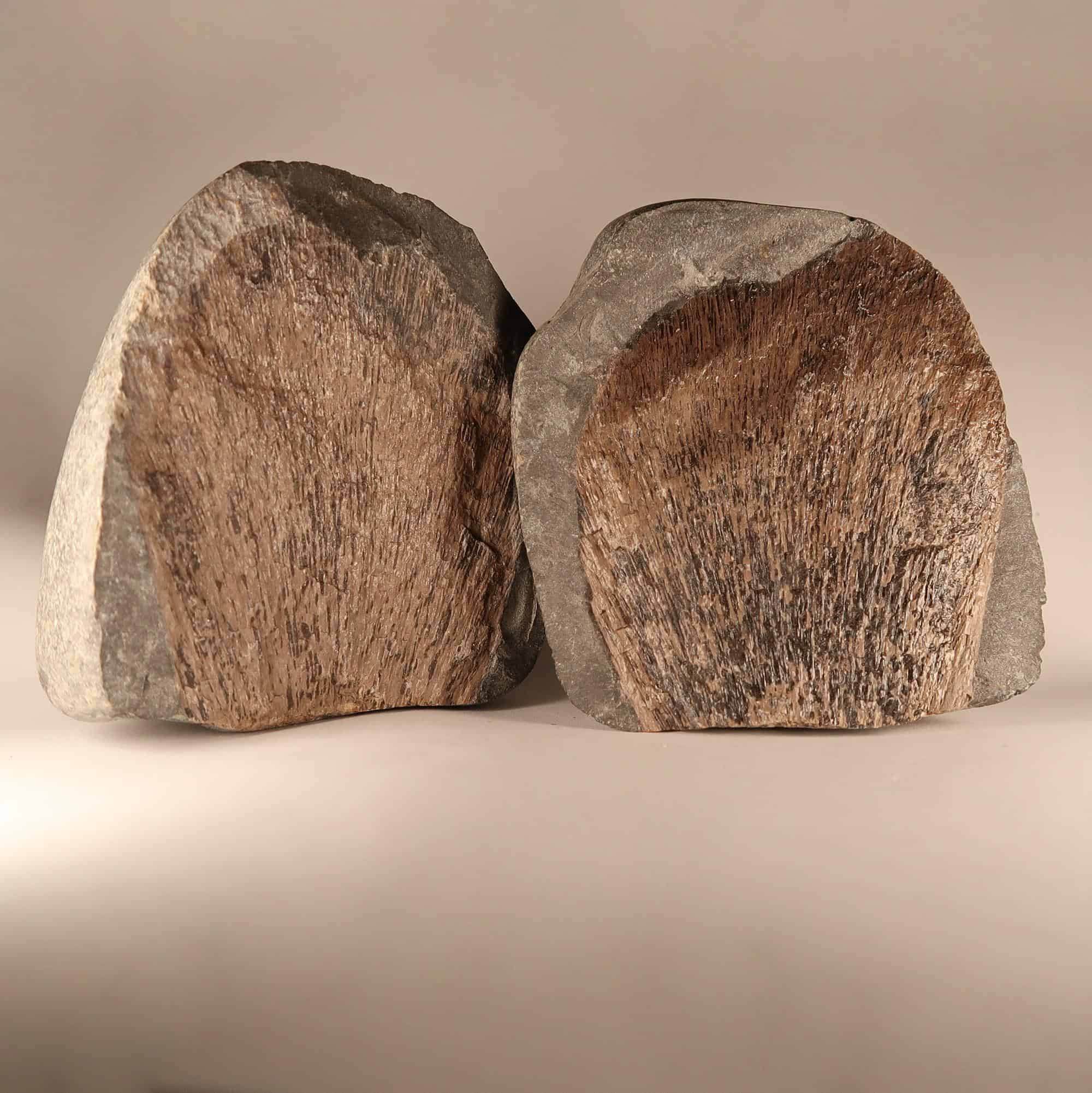 Ichthyosaur Bone Fossils | Buy Ichthyosaur Fossils UK