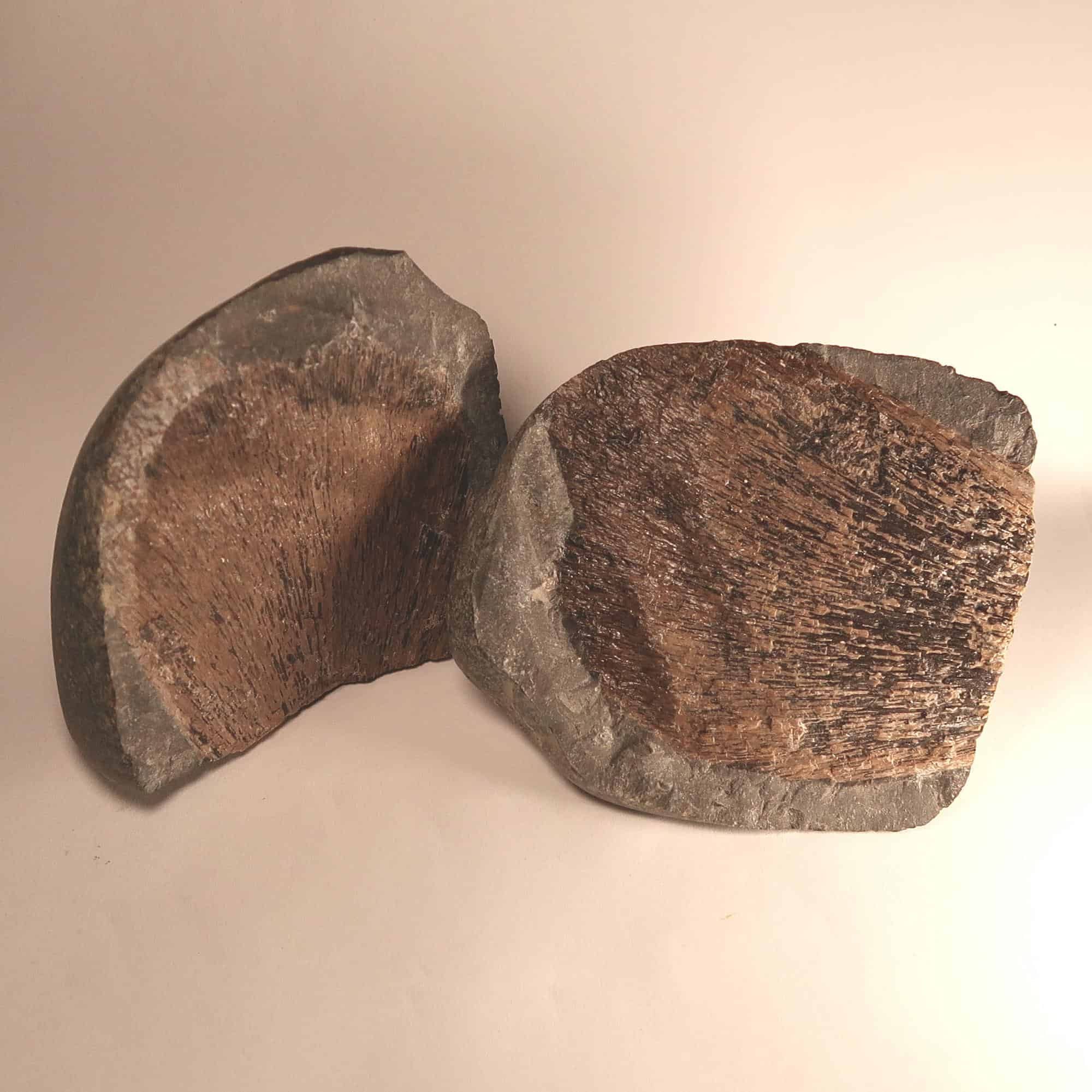 Ichthyosaur Bone Fossils | Buy Ichthyosaur Fossils UK