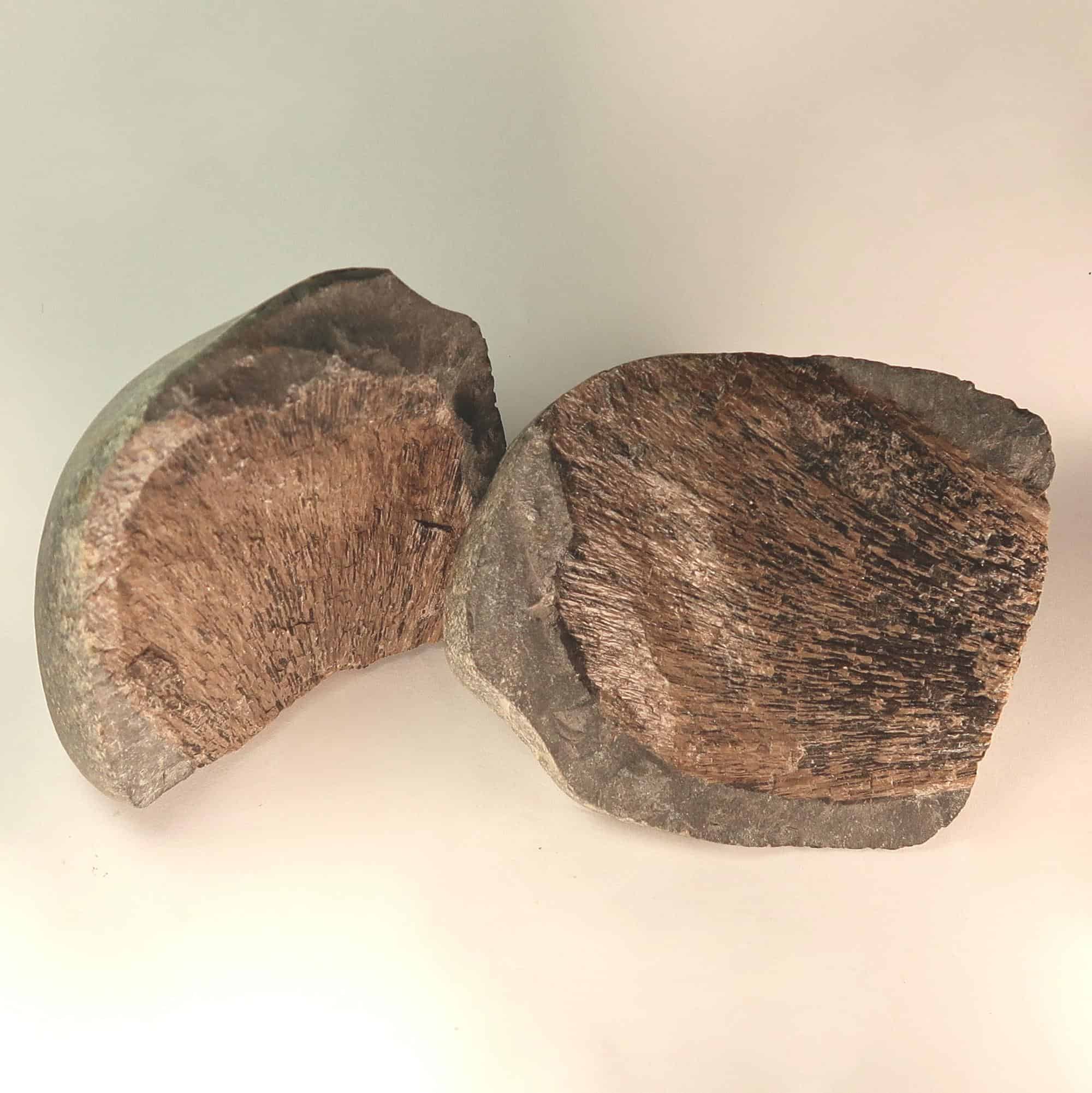 Ichthyosaur Bone Fossils | Buy Ichthyosaur Fossils UK