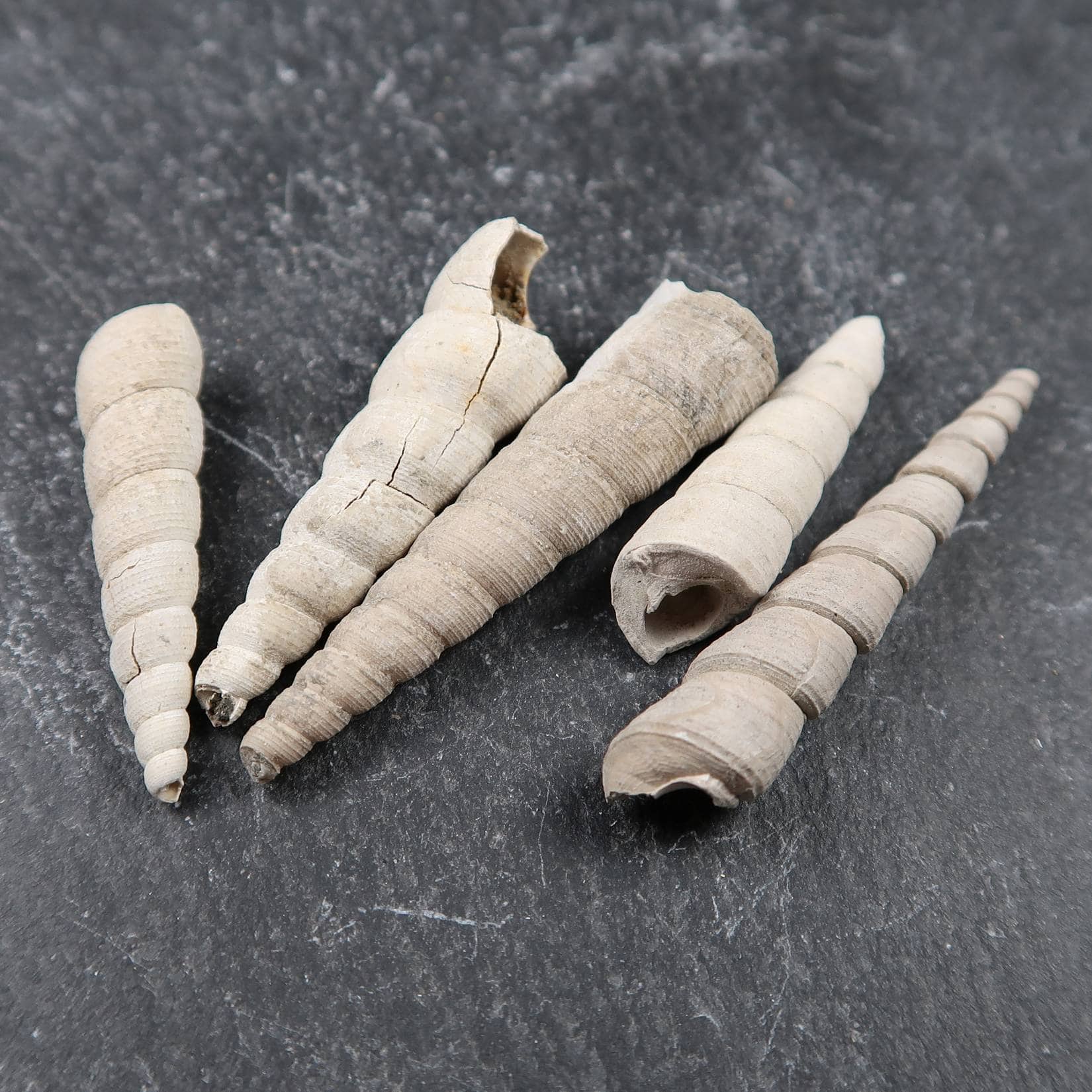 Turritella imbricataria fossil shells - UK Fossil Shop