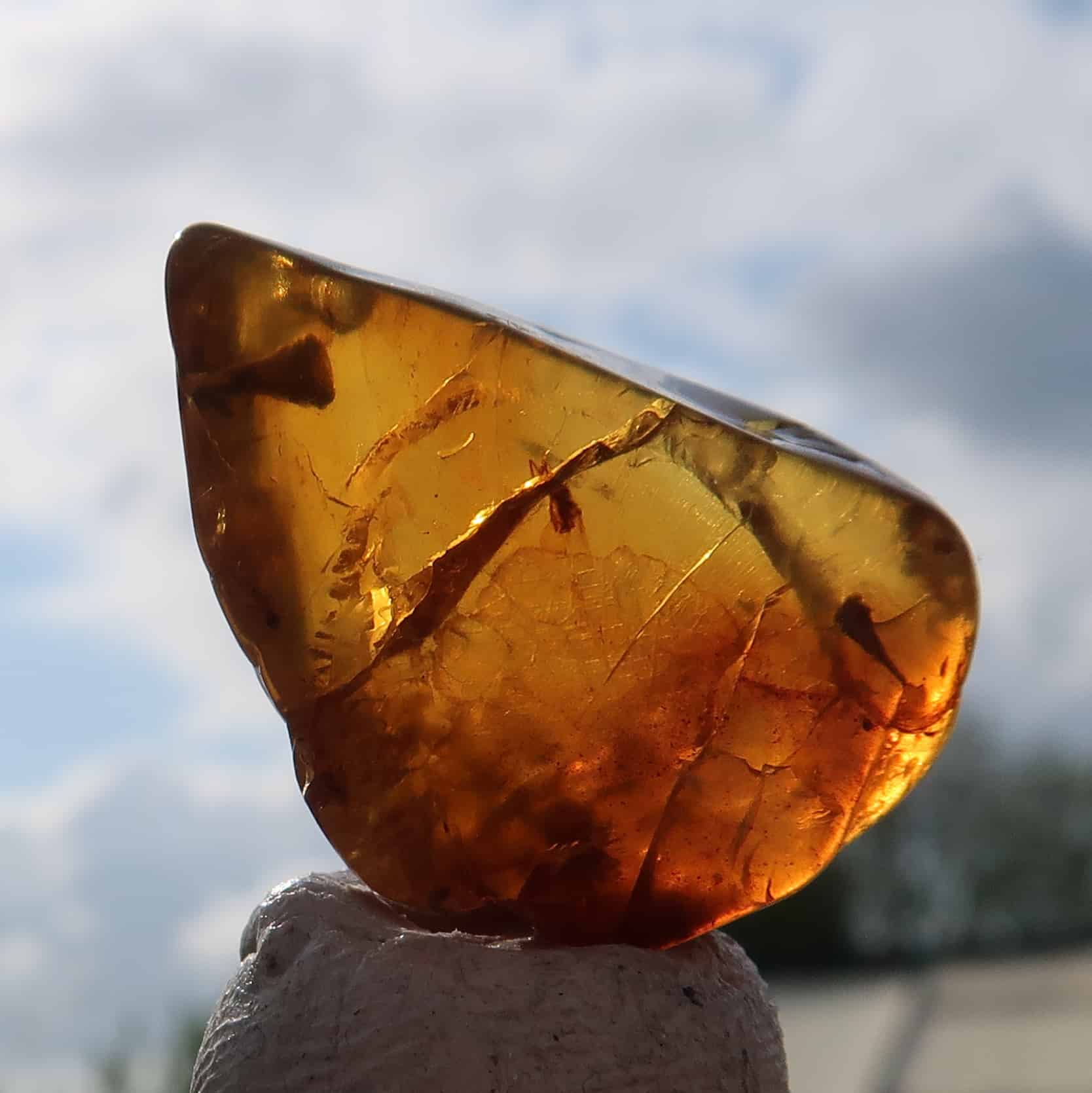 Burmite Amber | Cretaceous Burmese Amber | UK Shop
