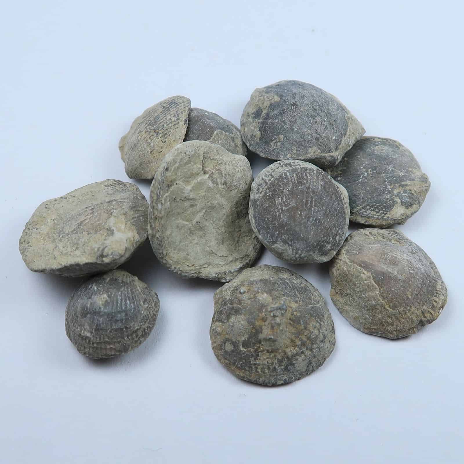 Atrypa brachiopod fossils | Buy UK fossil specimens