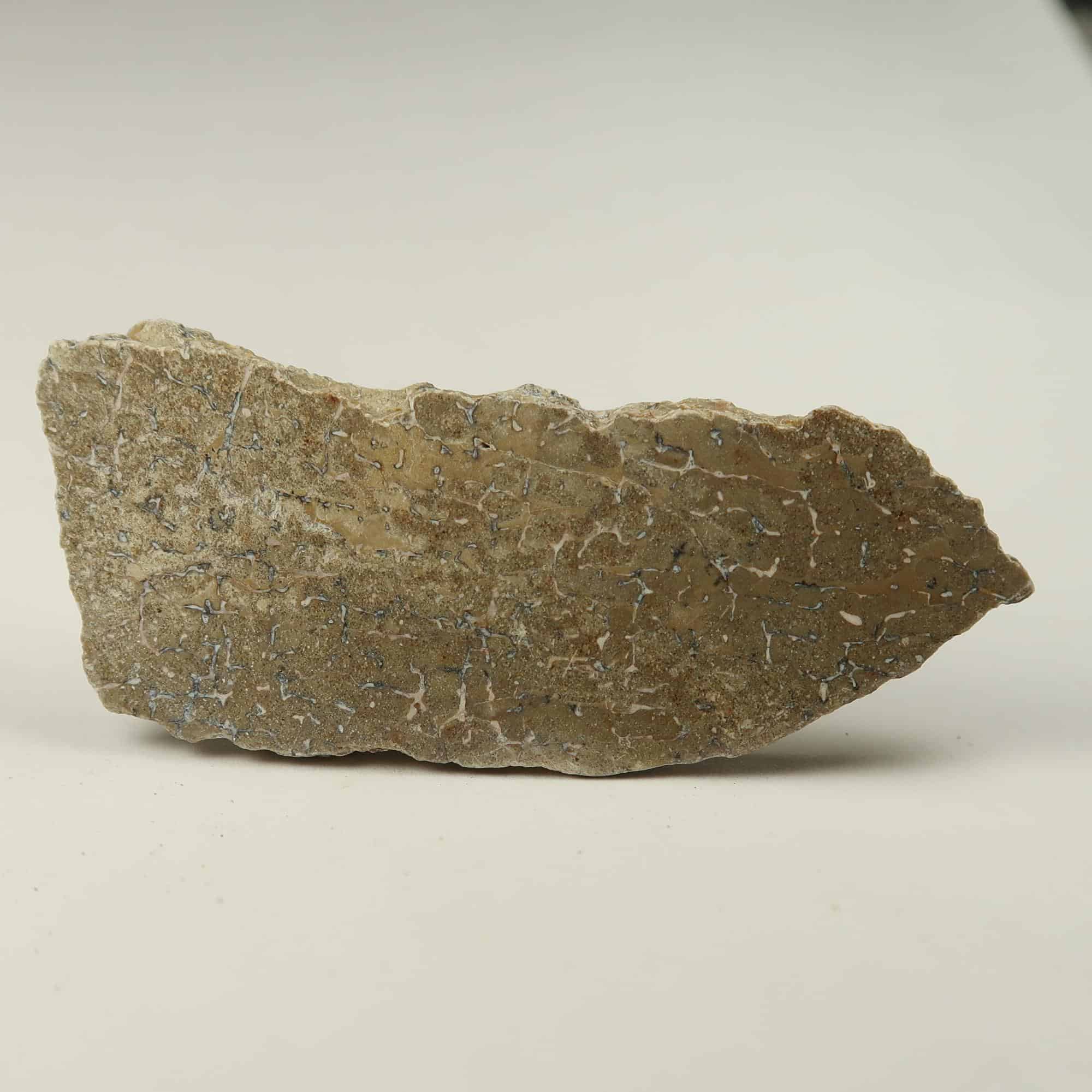 Polished Atlasaurus dinosaur bone slices, Morocco | UK Shop