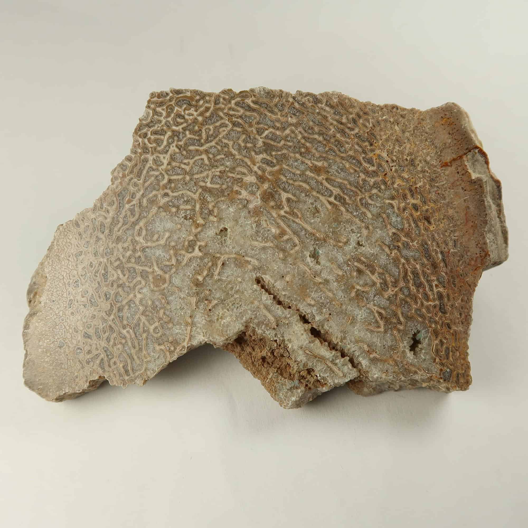 Polished Atlasaurus dinosaur bone slices, Morocco | UK Shop