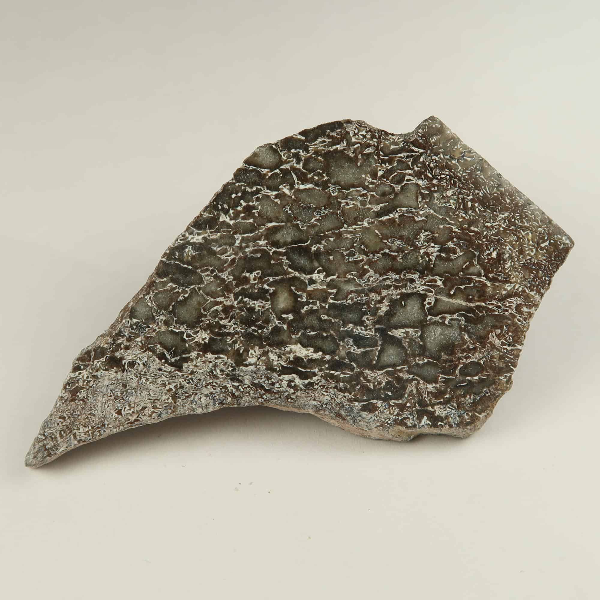 Polished Atlasaurus dinosaur bone slices, Morocco | UK Shop