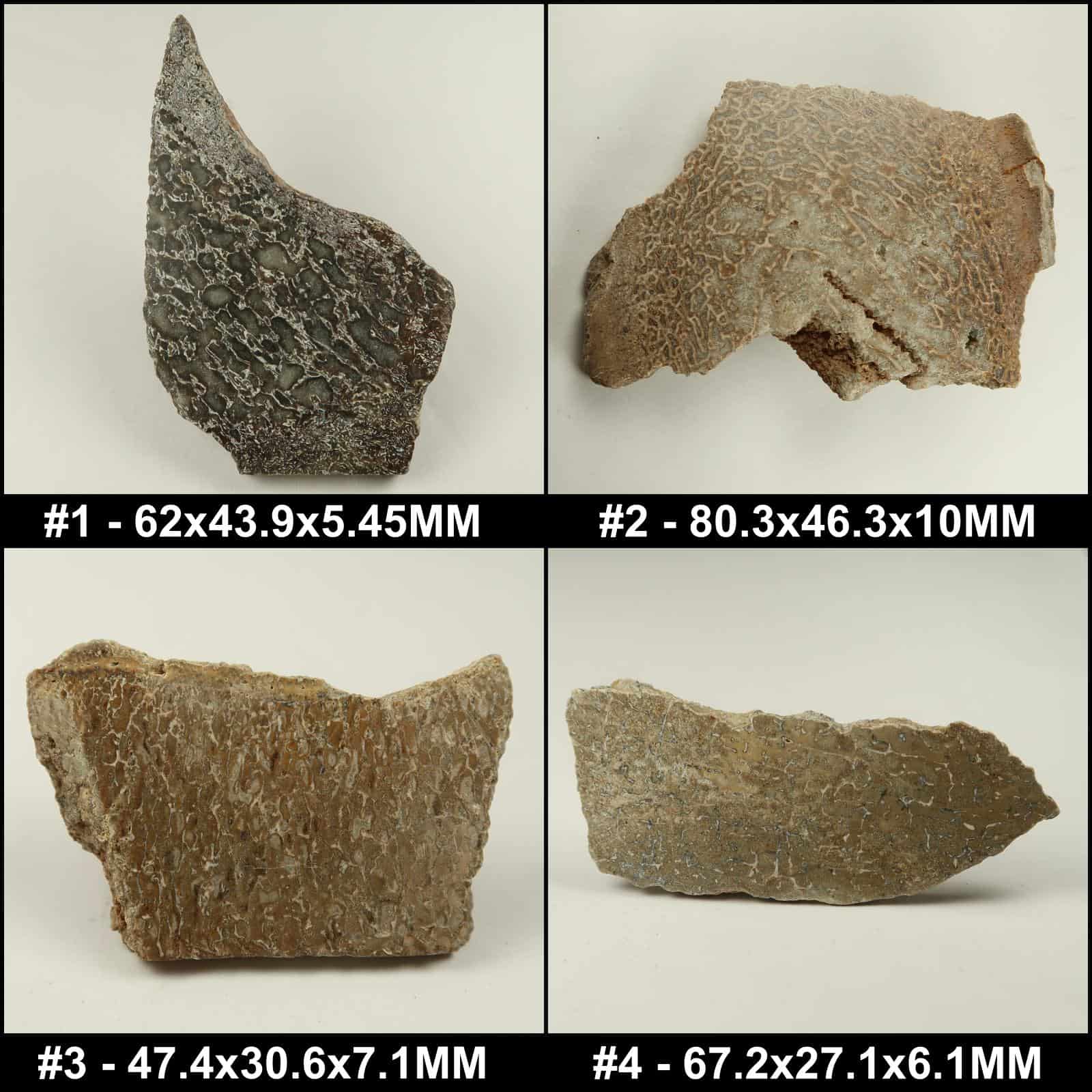 Polished Atlasaurus dinosaur bone slices, Morocco | UK Shop