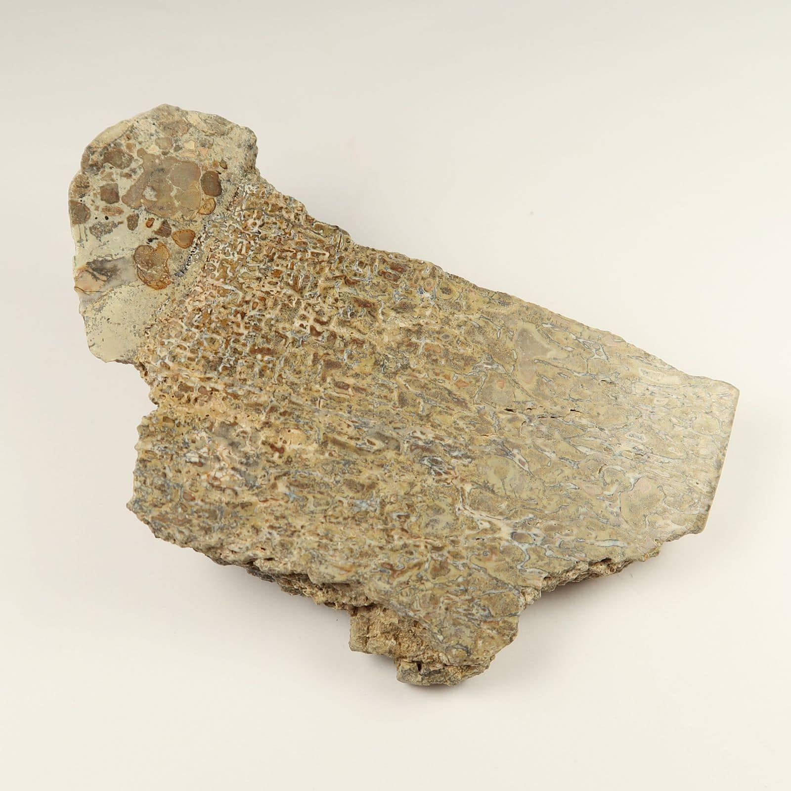 Polished Atlasaurus dinosaur bone slices, Morocco | UK Shop