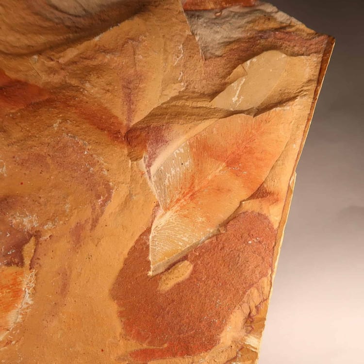 Glossopteris seed fern fossils | Fern fossils from Australia