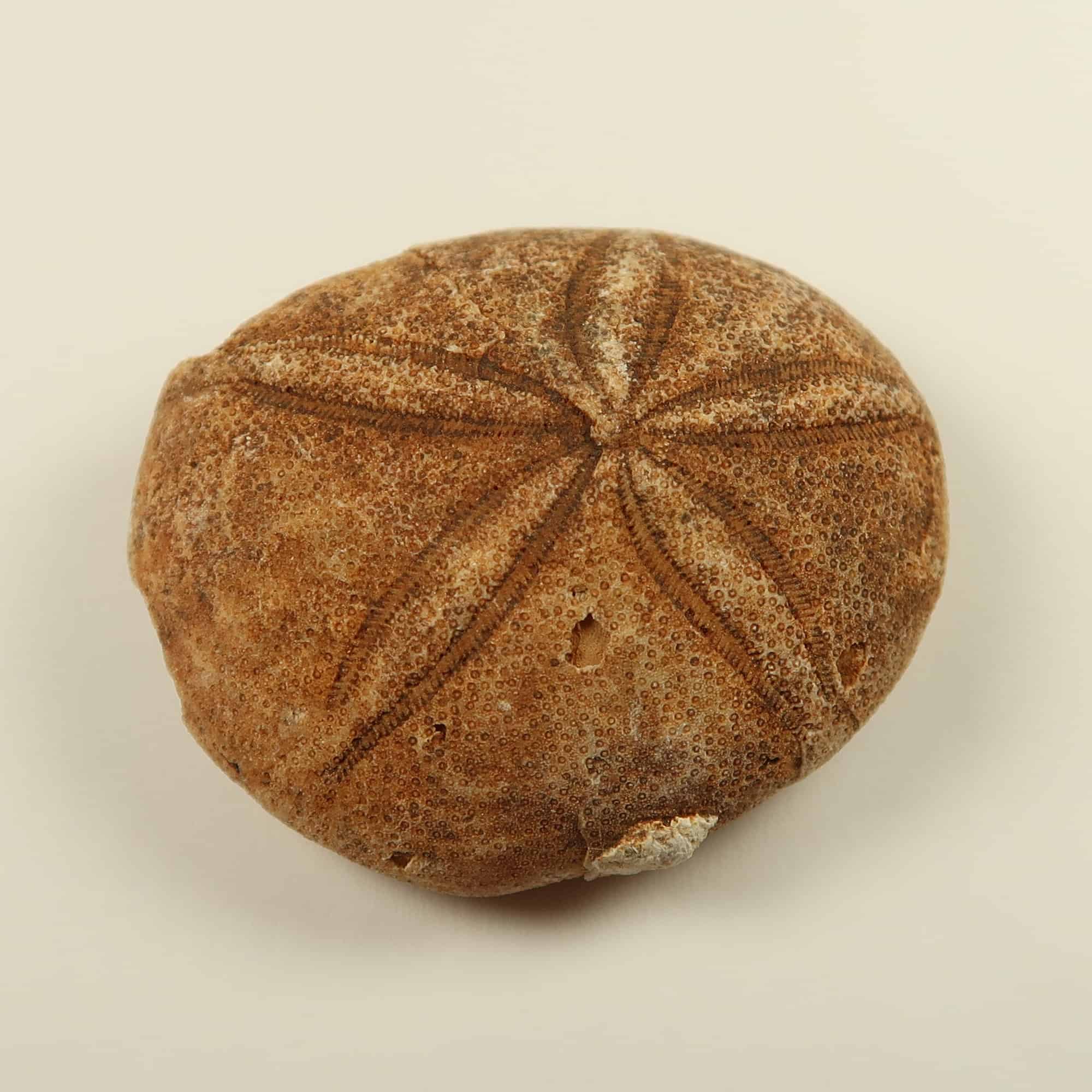 Echinolampas echinoid fossils | Buy echinoid fossils | UK Shop