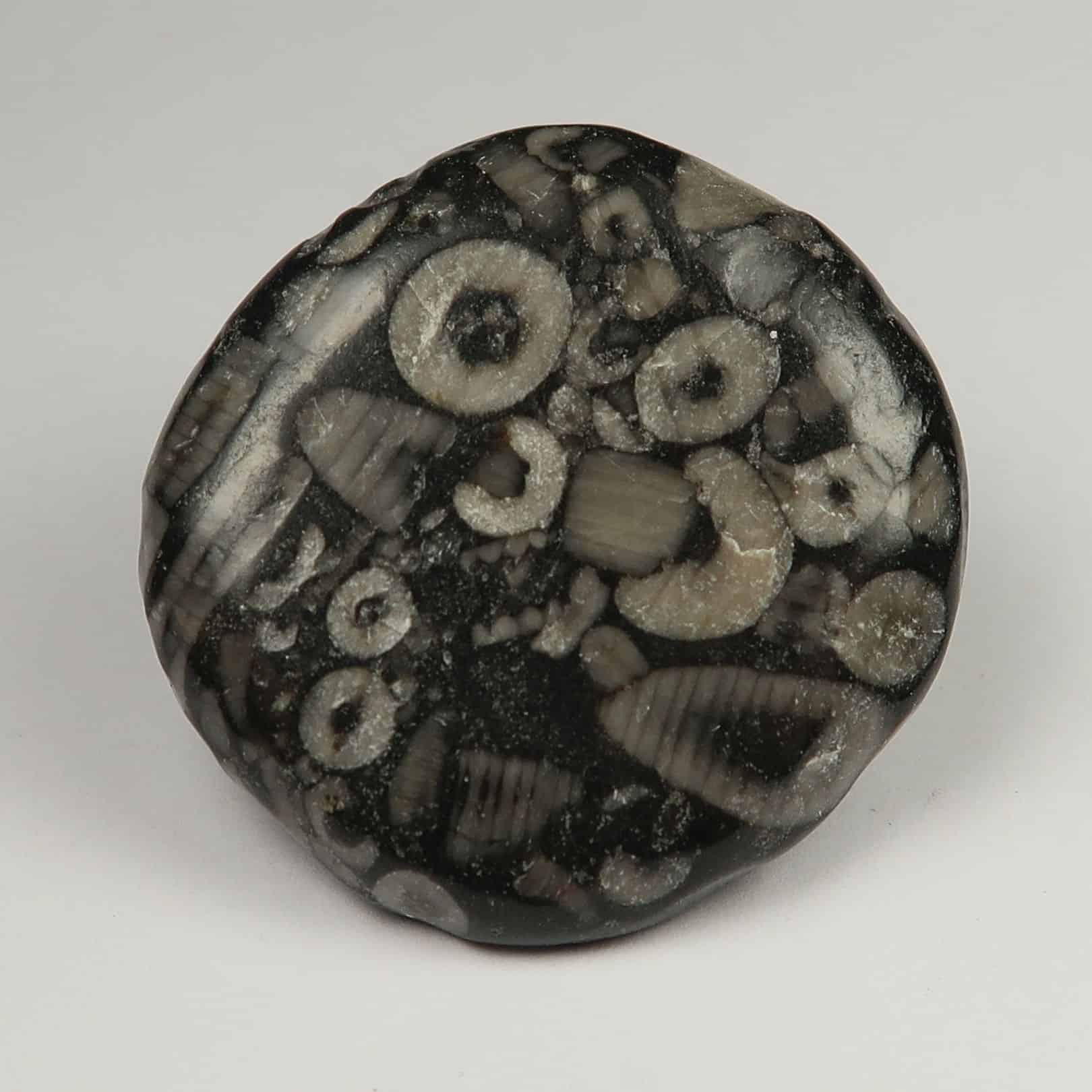 Crinoidal Limestone palmstones | Buy polished Crinoids | UK