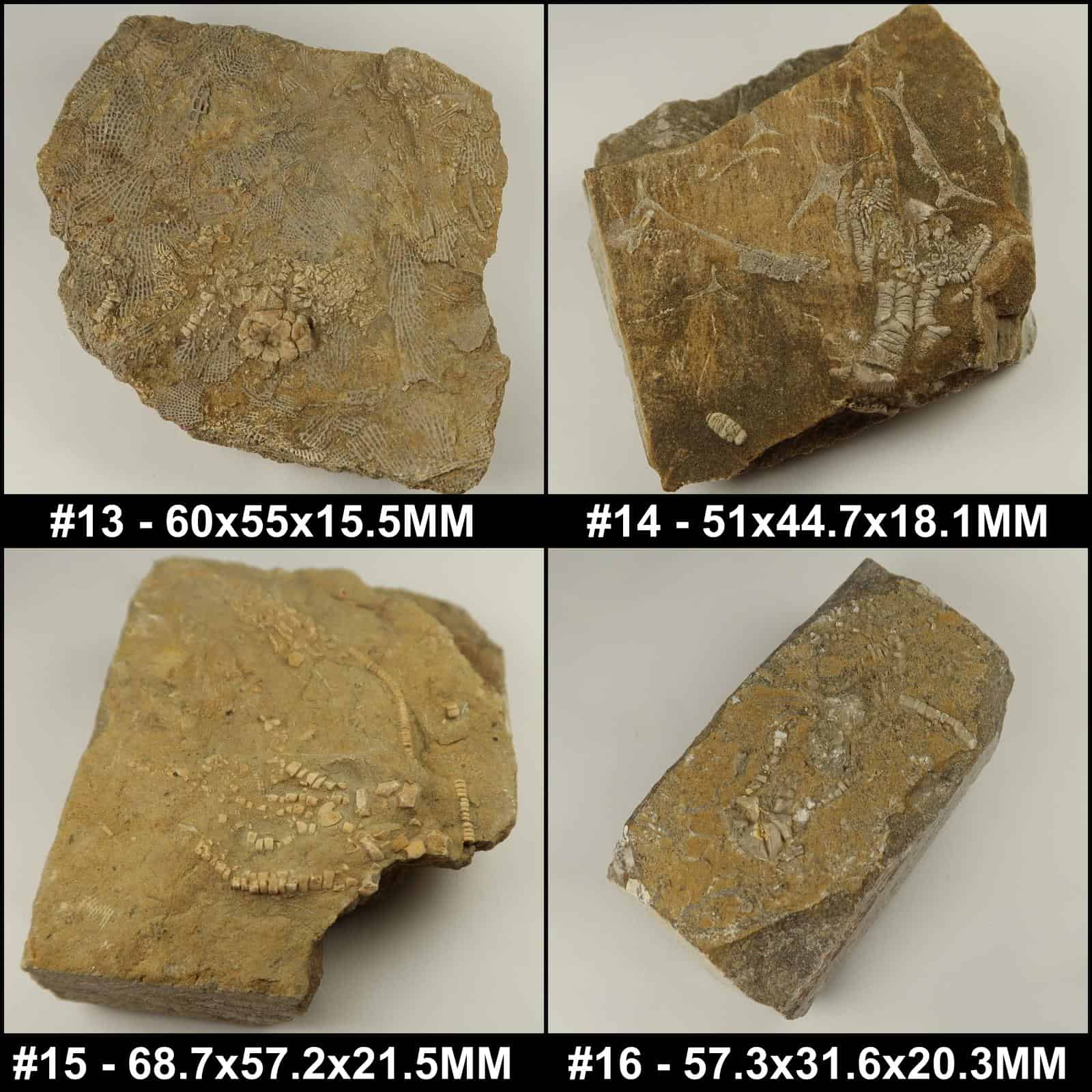 Crinoid deathbeds from Alabama USA | Fossilised Crinoids