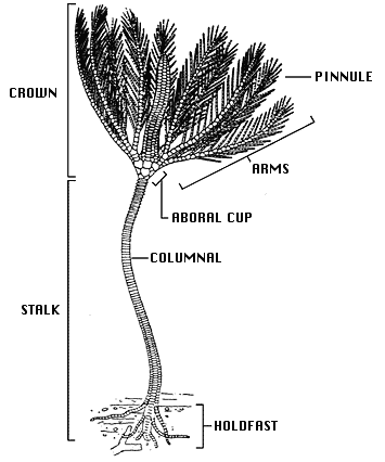 Crinoidal Limestone specimens from Morocco - Silurian Crinoid Fossils