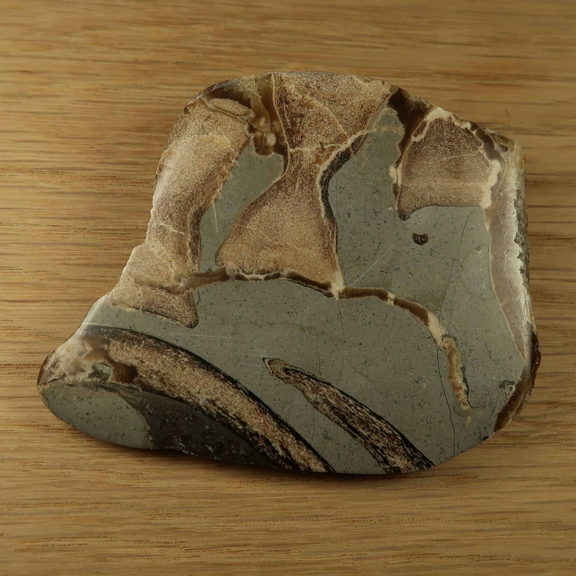 Cut and polished slices of fossil Ichthyosaur bone | UK Shop