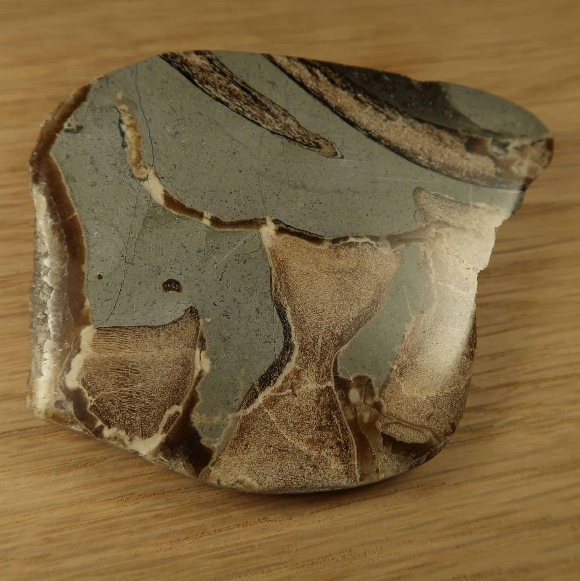 Cut and polished slices of fossil Ichthyosaur bone | UK Shop