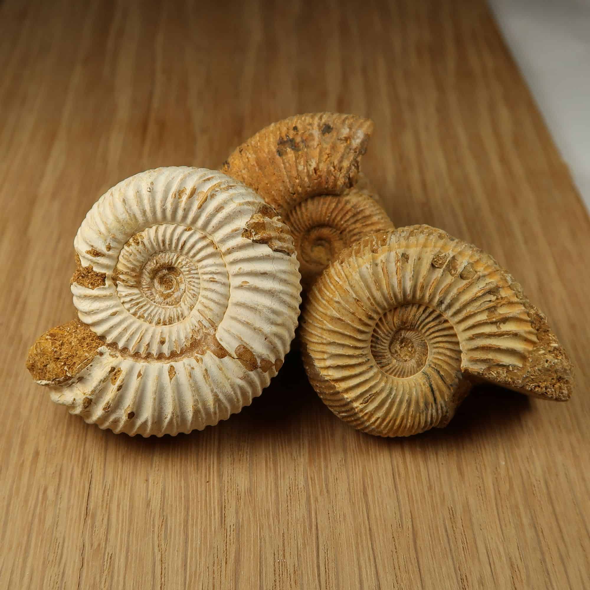 Perisphinctes ammonites fossils | Buy fossilised Ammonites online