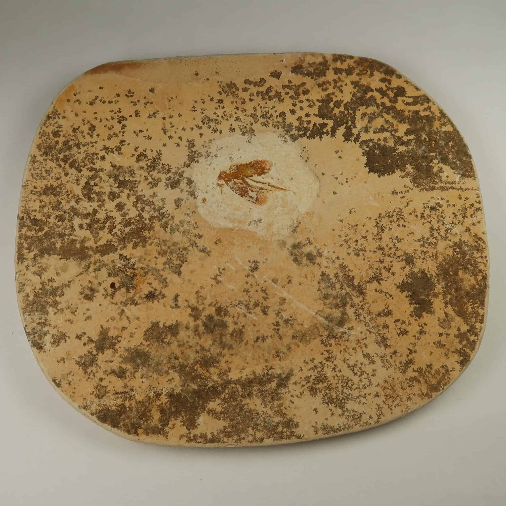 Cockroach fossil specimens | Buy insect fossils online | UK Shop