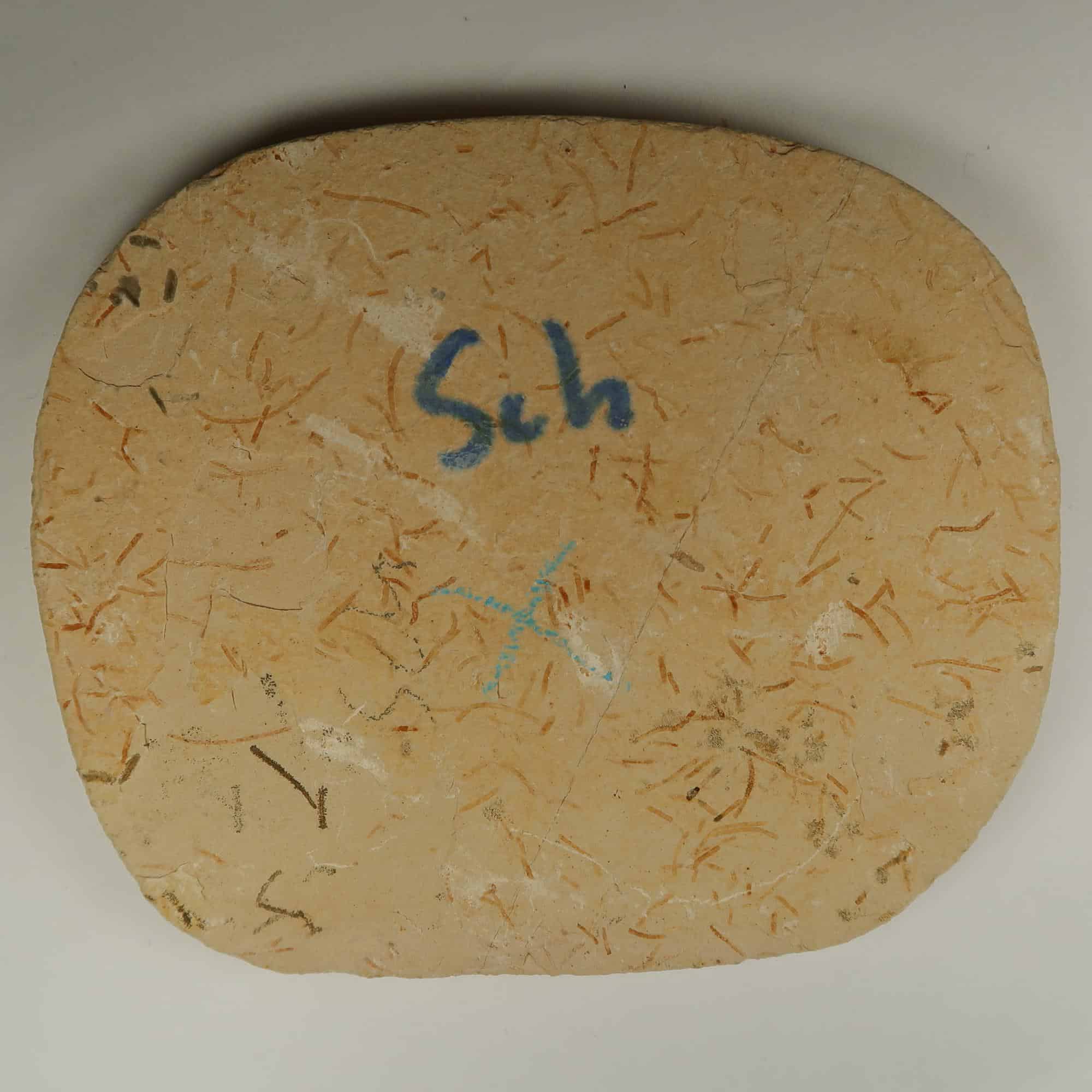 Cockroach fossil specimens | Buy insect fossils online | UK Shop