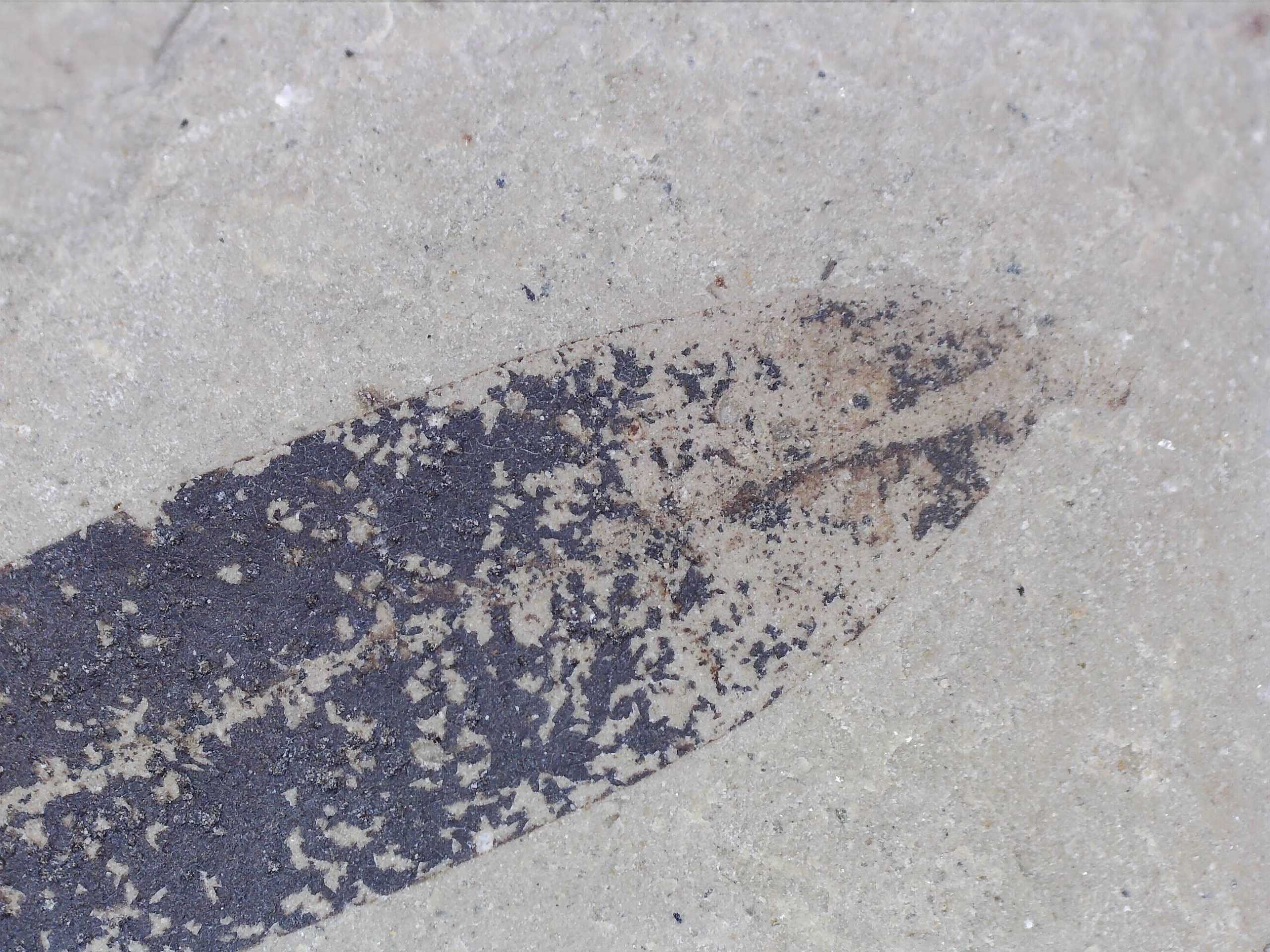 Green river formation plant fossils | UK Fossil Shop