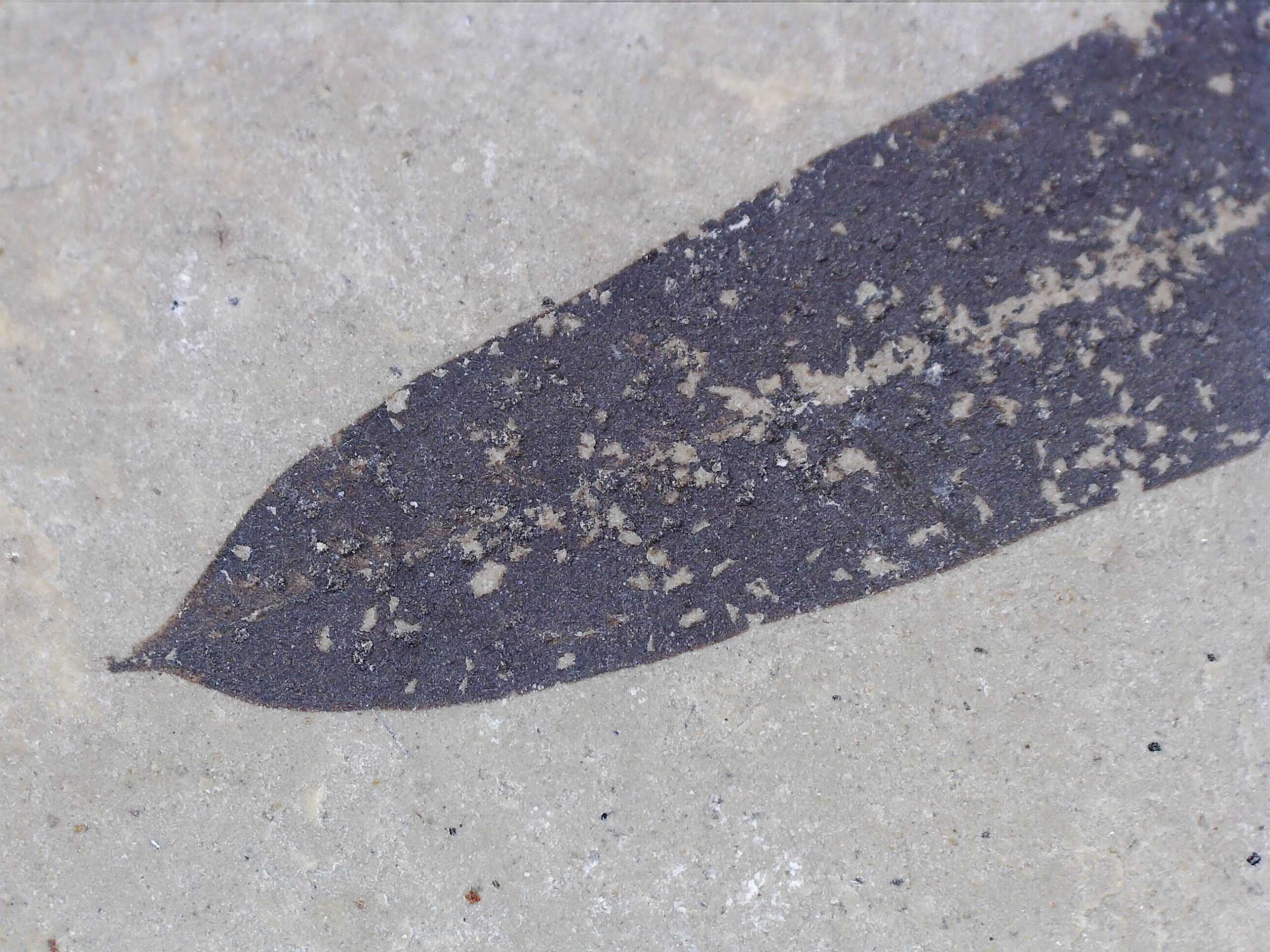 Green river formation plant fossils | UK Fossil Shop