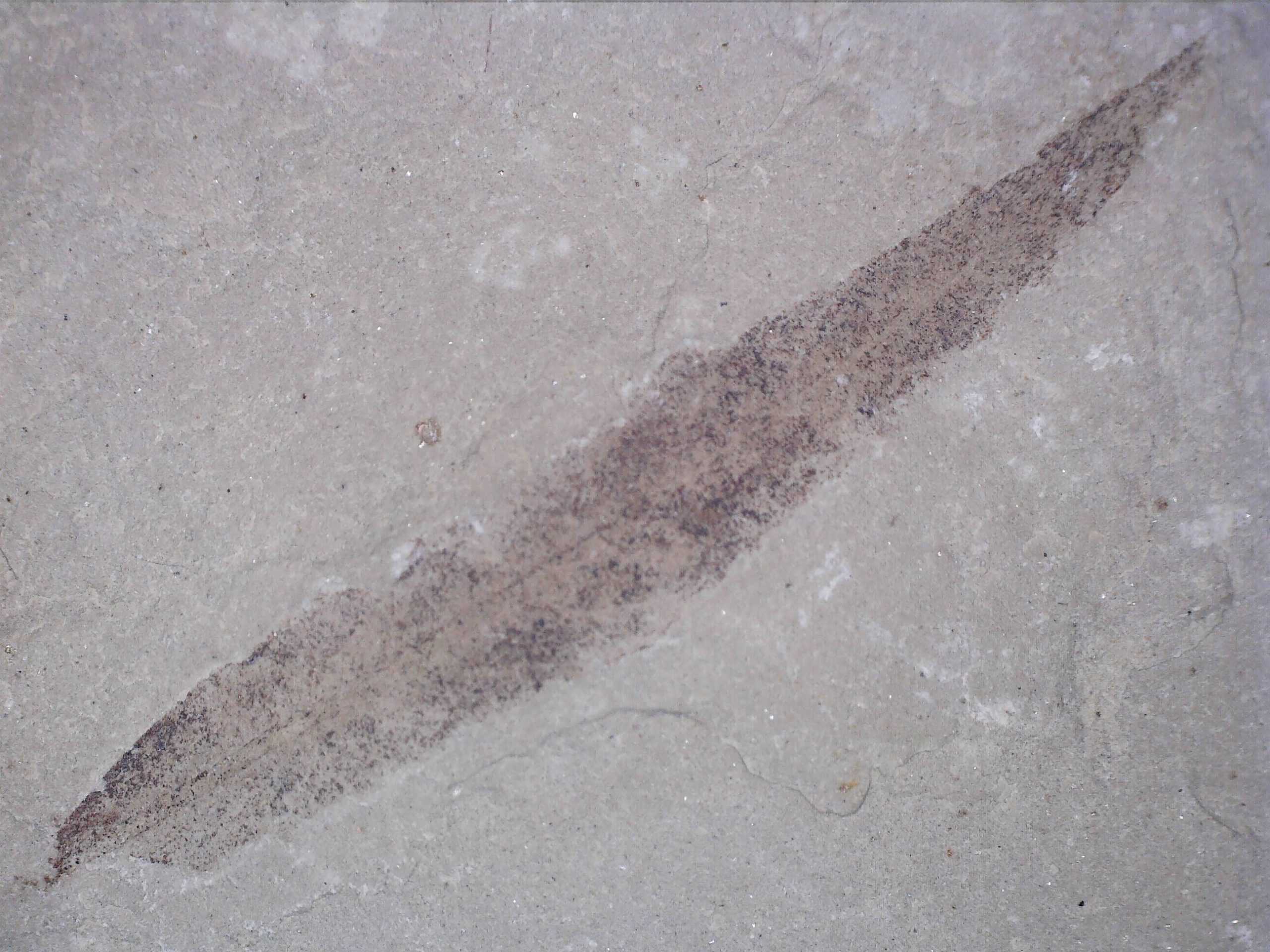 Green river formation plant fossils | UK Fossil Shop