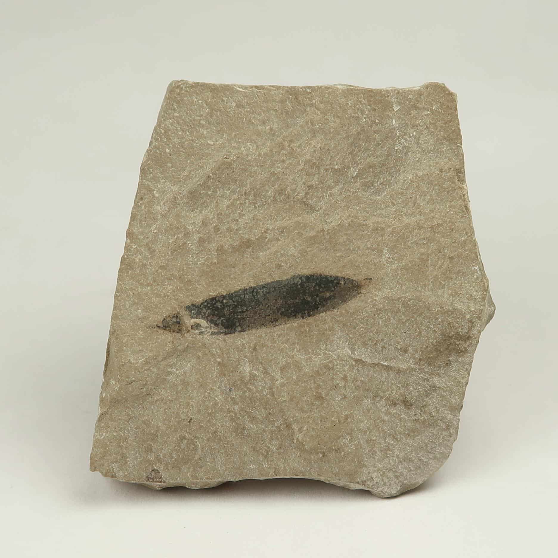 Green river formation plant fossils | UK Fossil Shop