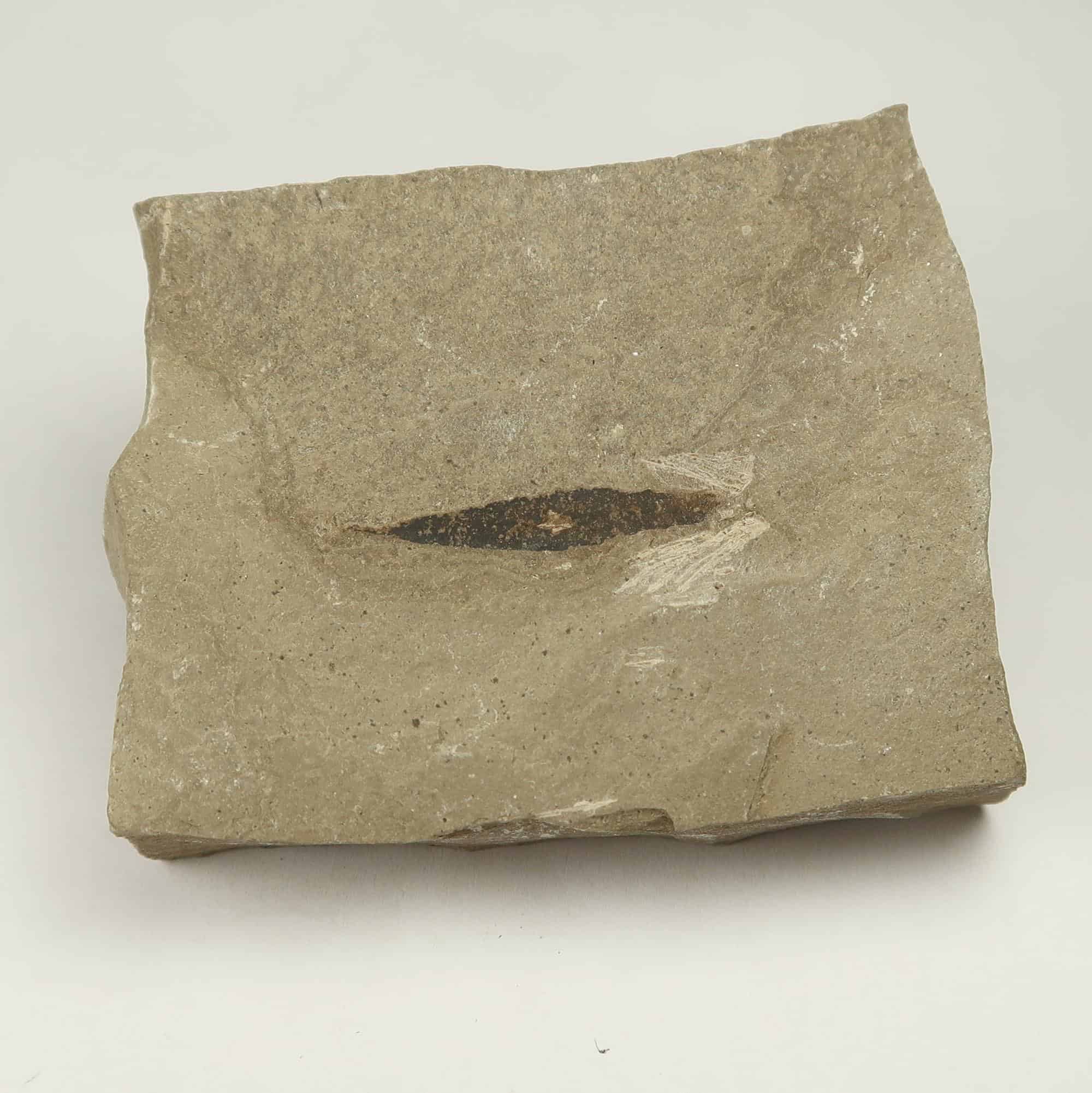 Green river formation plant fossils | UK Fossil Shop