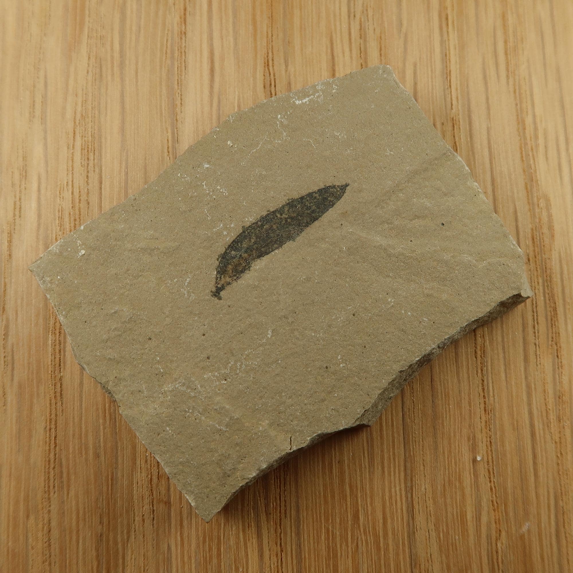 Green river formation plant fossils | UK Fossil Shop
