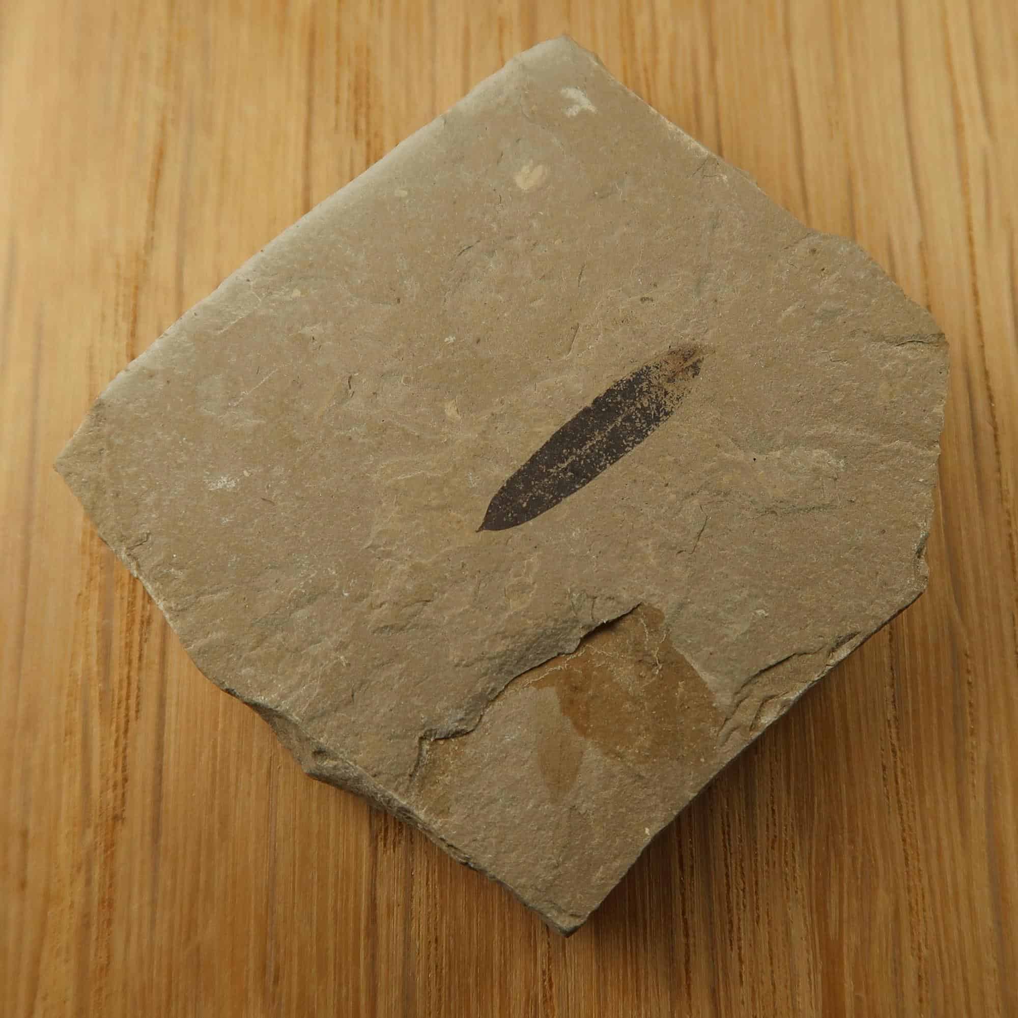 Green river formation plant fossils | UK Fossil Shop